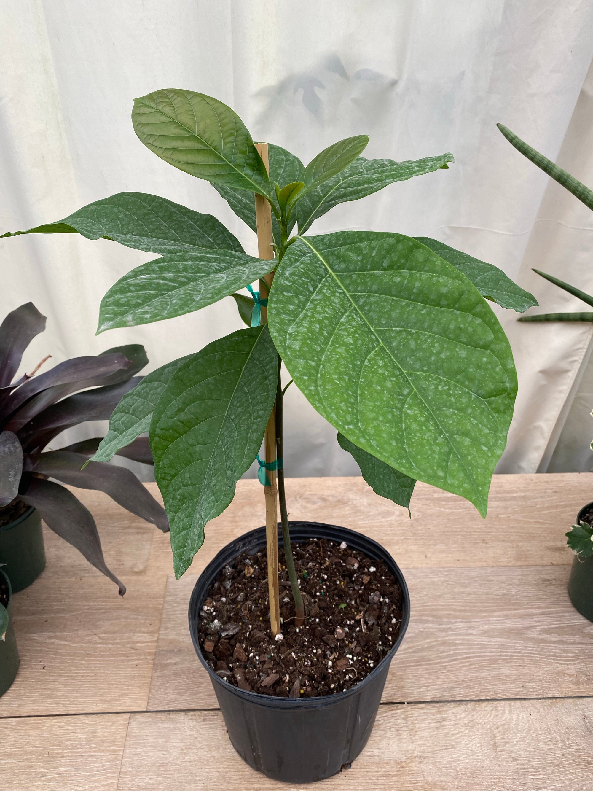 Long Neck Catalina Avocado Fruit Tree, Persea Americana | Eureka Farms