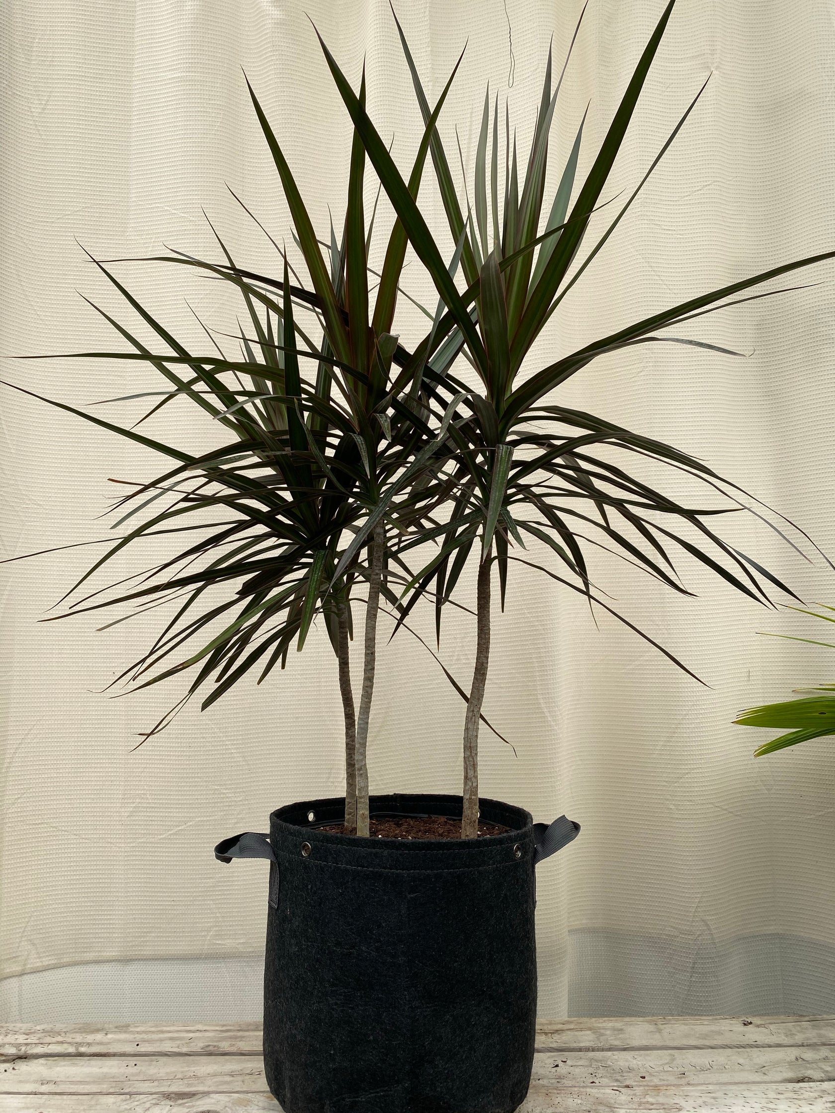 Dracaena Dragon Tree Green, Tree Form – Eureka Farms