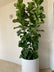 Explore Our Ficus Bambino Bush | Eureka Farms