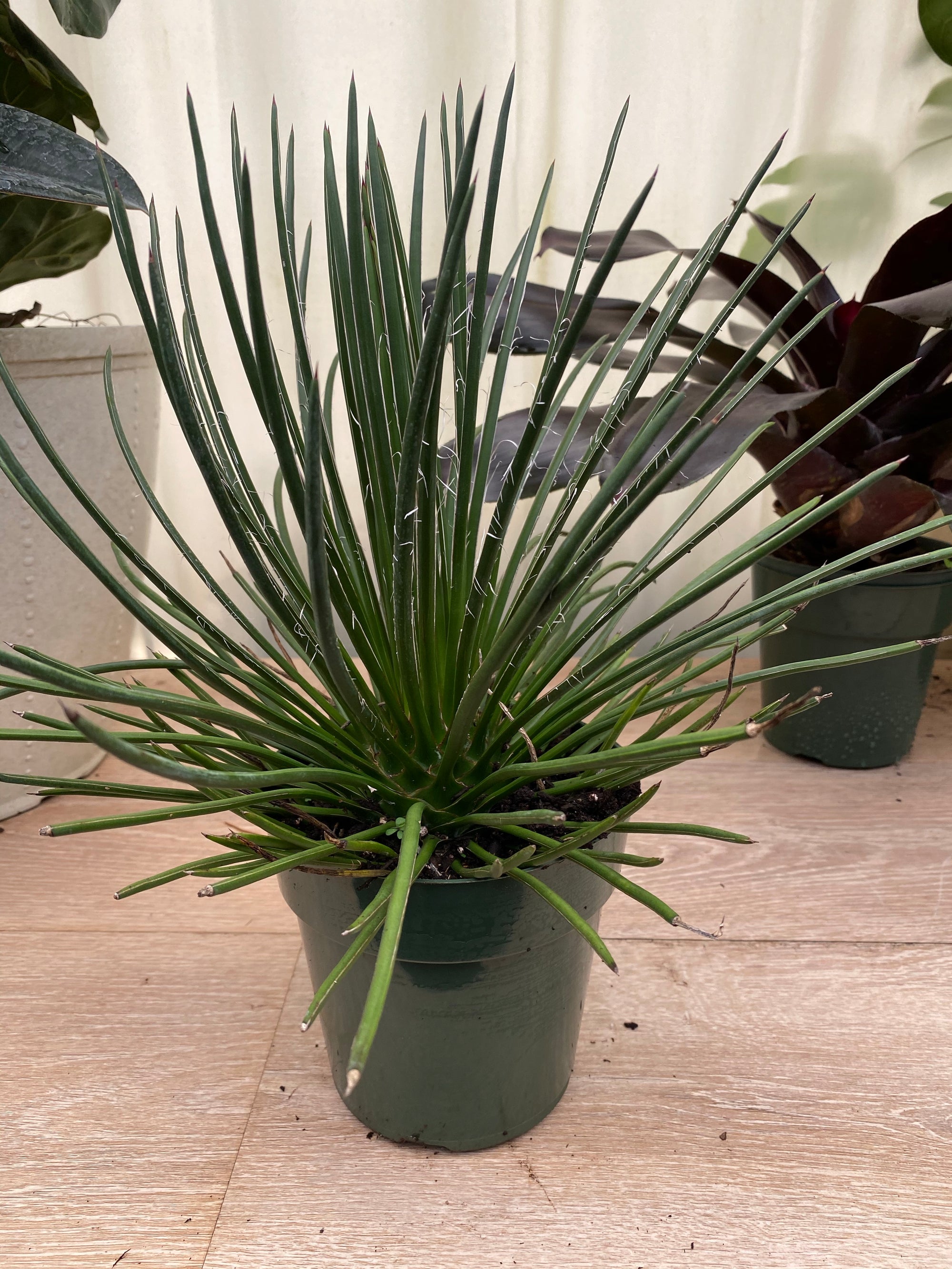 Buy Agave Geminiflora Twin Flower | Eureka Farms