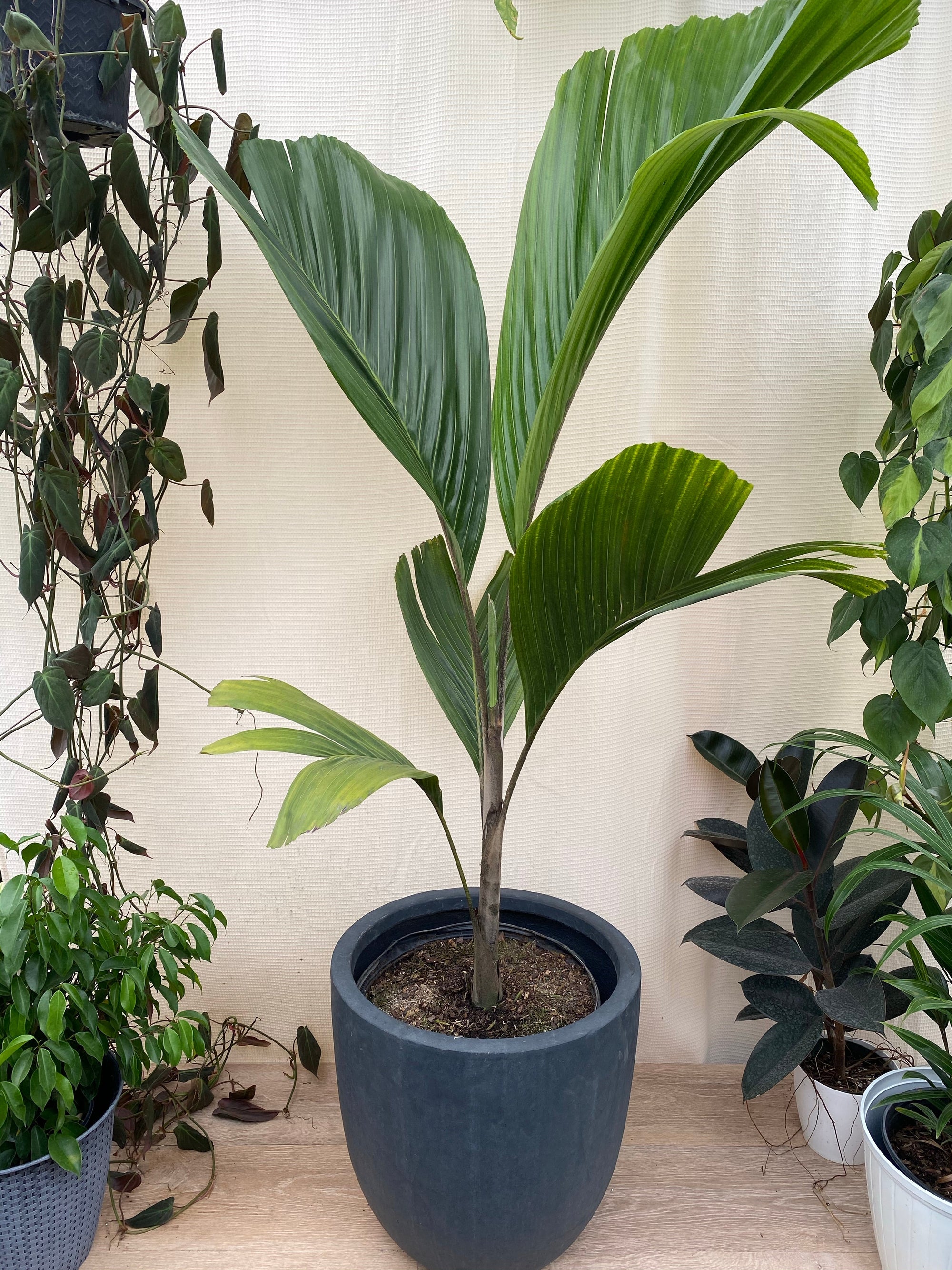 Buy Mini Fishtail Palm Chamaedorea metallica | Eureka Farms