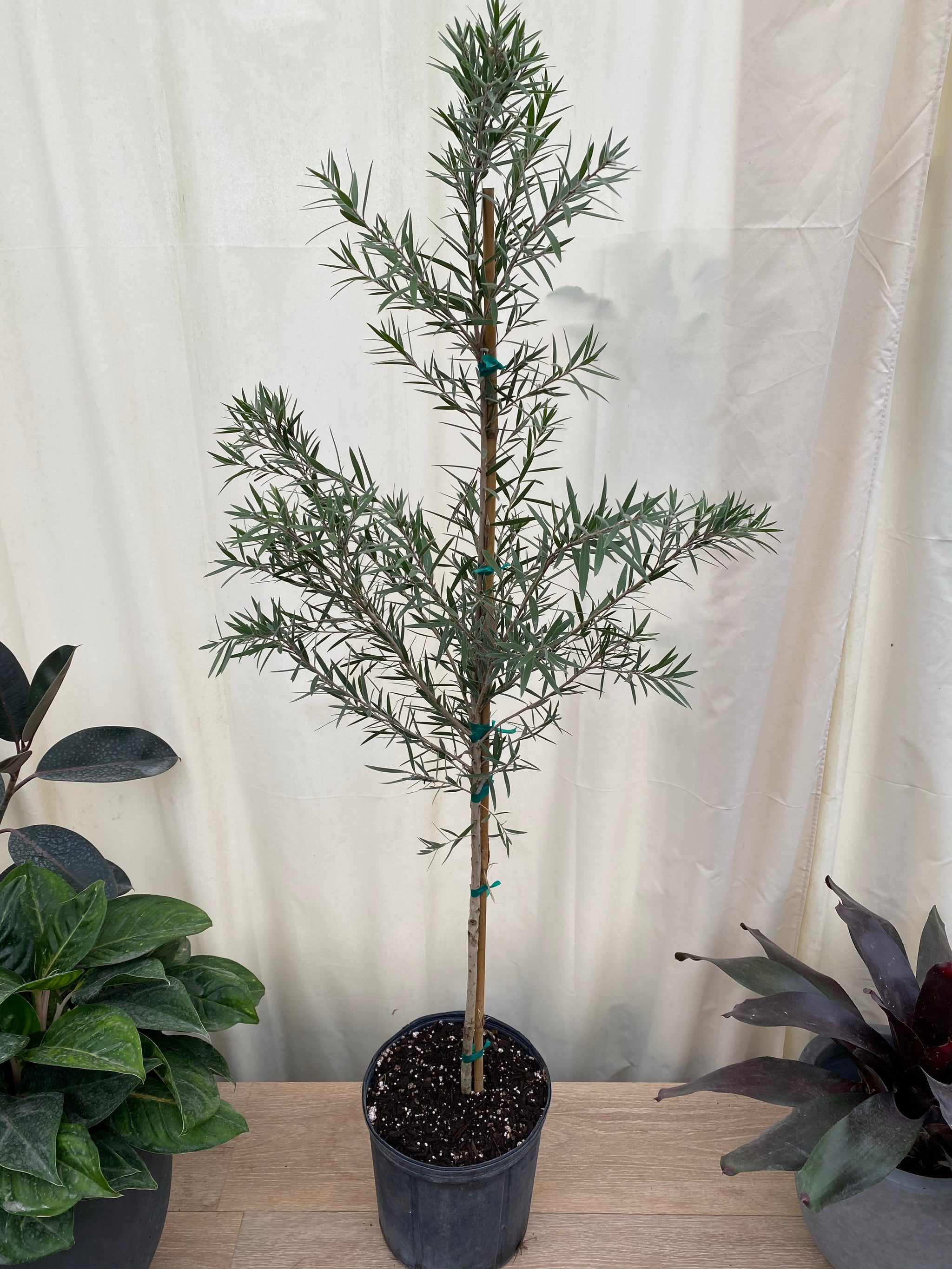 Bottlebrush Tree, Callistemon 'Red Cluster' – Eureka Farms