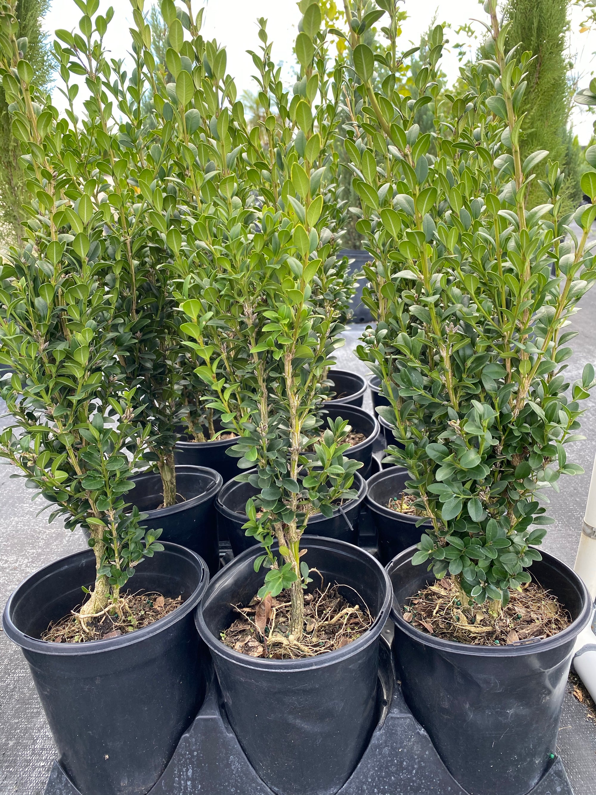 Buy Green Mountain American Boxwood | Eureka Farms