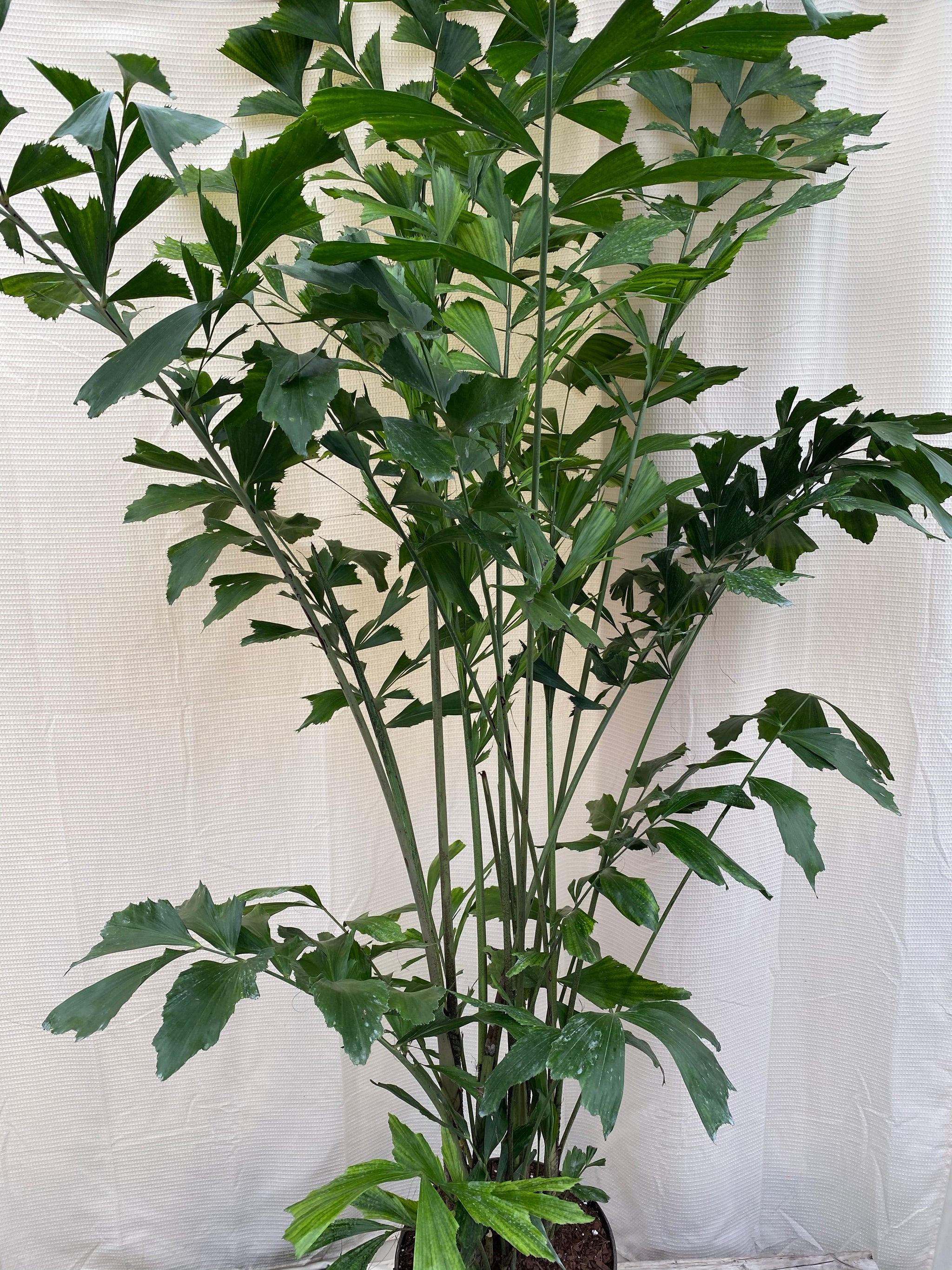 FishTail Palm, Caryota Mitis, Privacy Tree – Eureka Farms