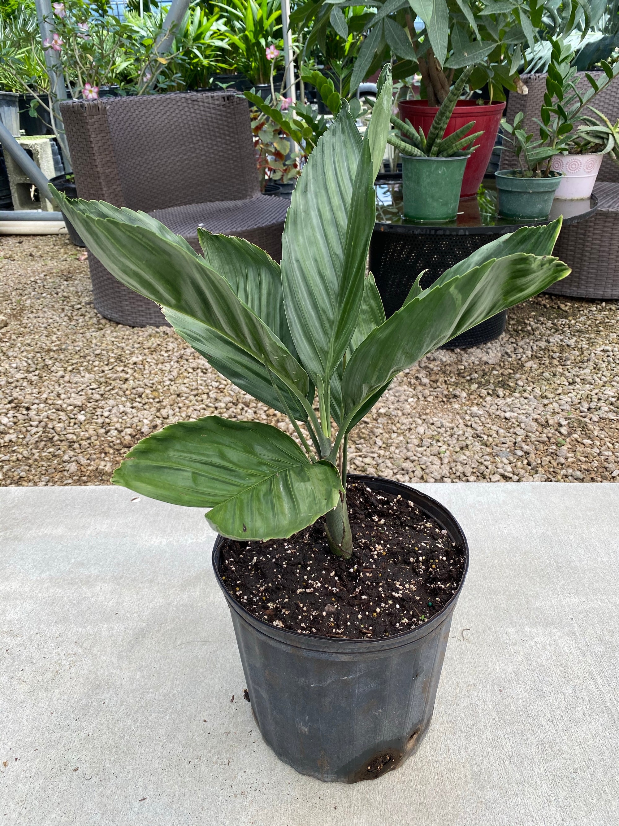 Buy Mini Fishtail Palm Chamaedorea metallica | Eureka Farms