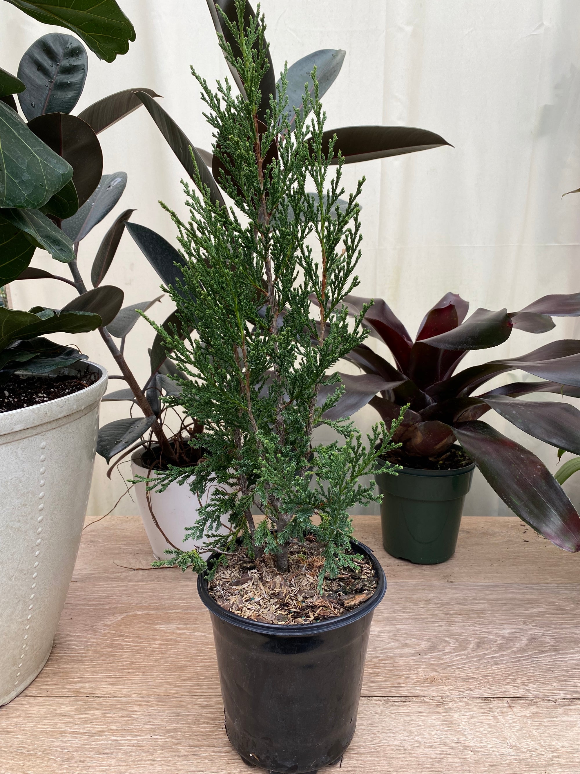 Shop Our Taylor Juniper Tree, Eastern Red Cedar | Eureka Farms