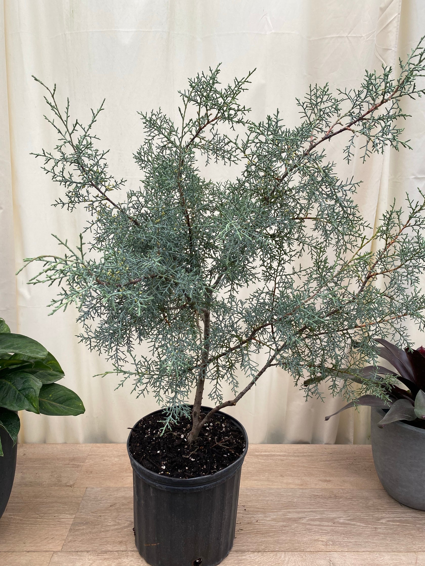 Carolina Sapphire Tree Form Arizona Cypress – Eureka Farms