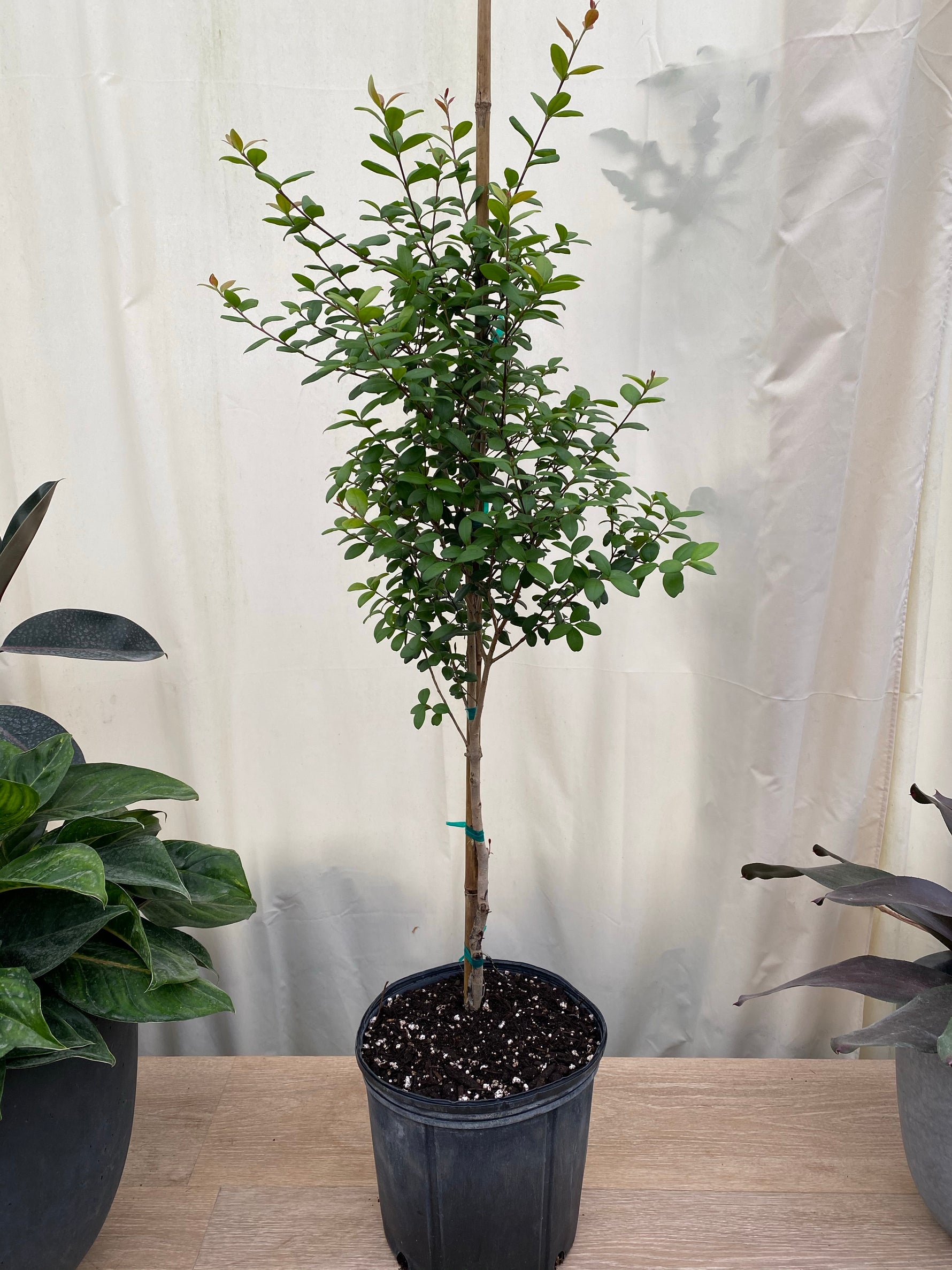 Simpson's Stopper Tree, Myrcianthes Fragrans | Eureka Farms
