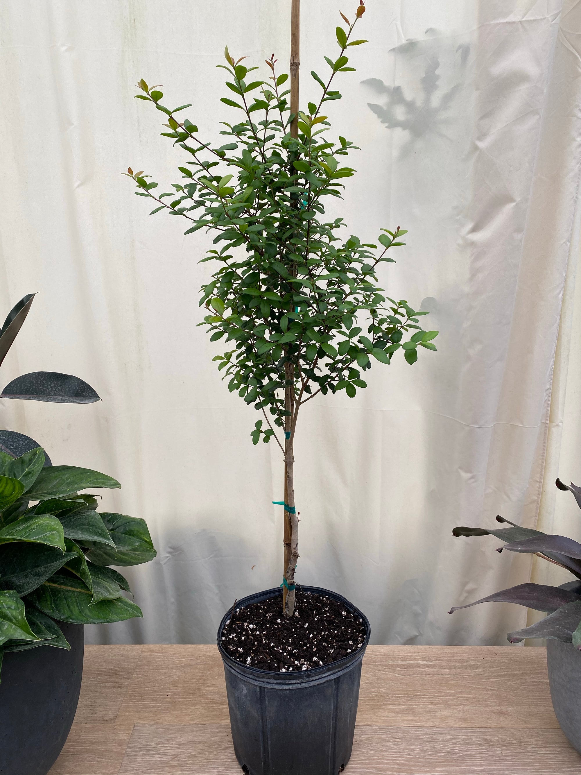 Simpson's Stopper Tree, Myrcianthes Fragrans | Eureka Farms