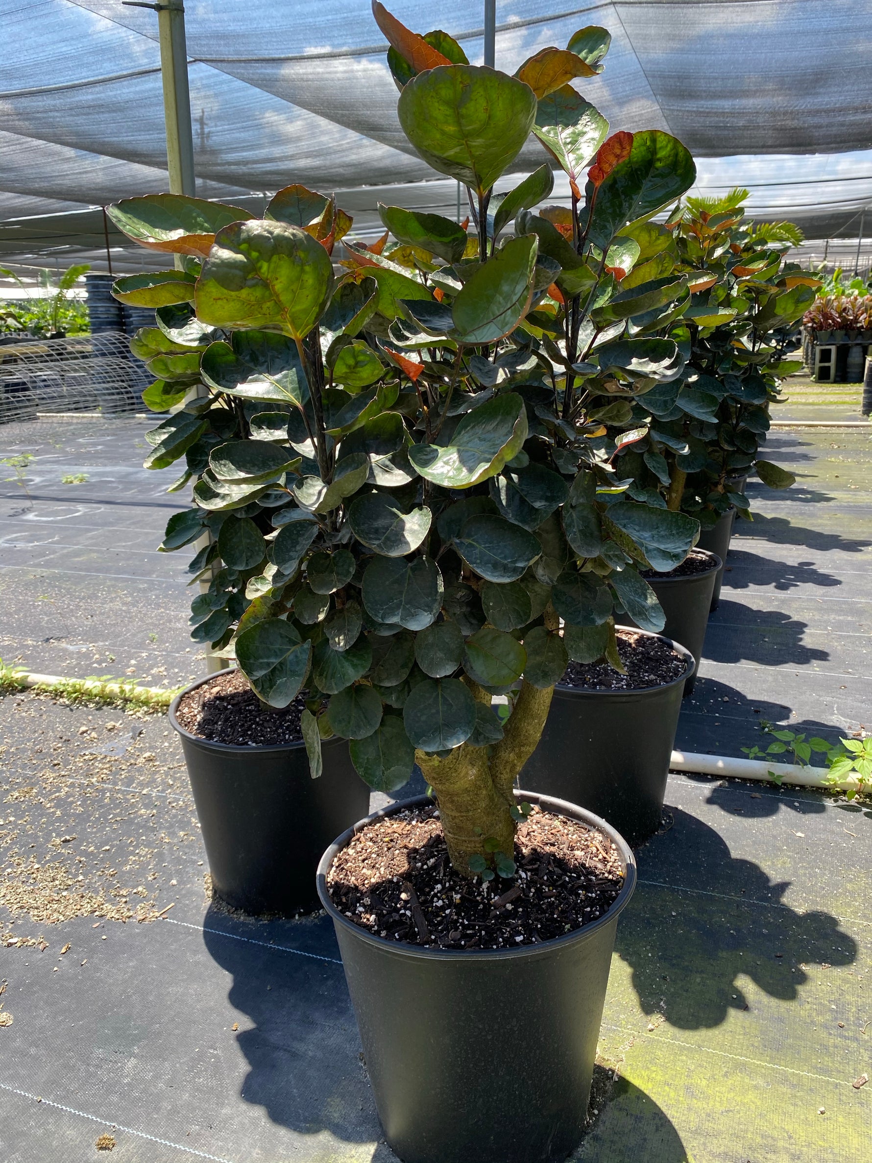 Buy Aralia Fabian, Polyscias Scutellaria | Eureka Farms