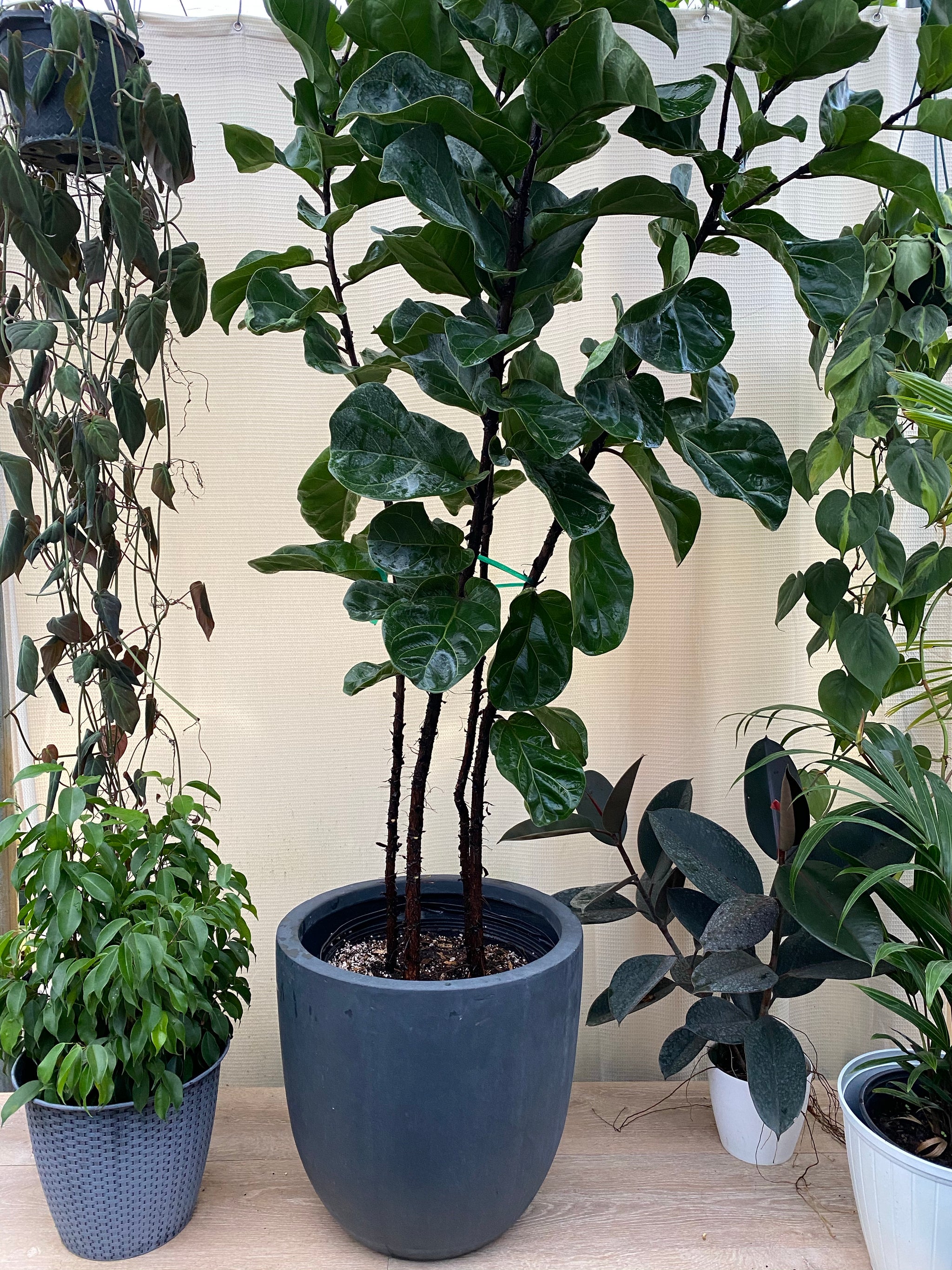 Ficus Bambino Tree Form Multi, Fiddle Leaf Fig Tree – Eureka Farms