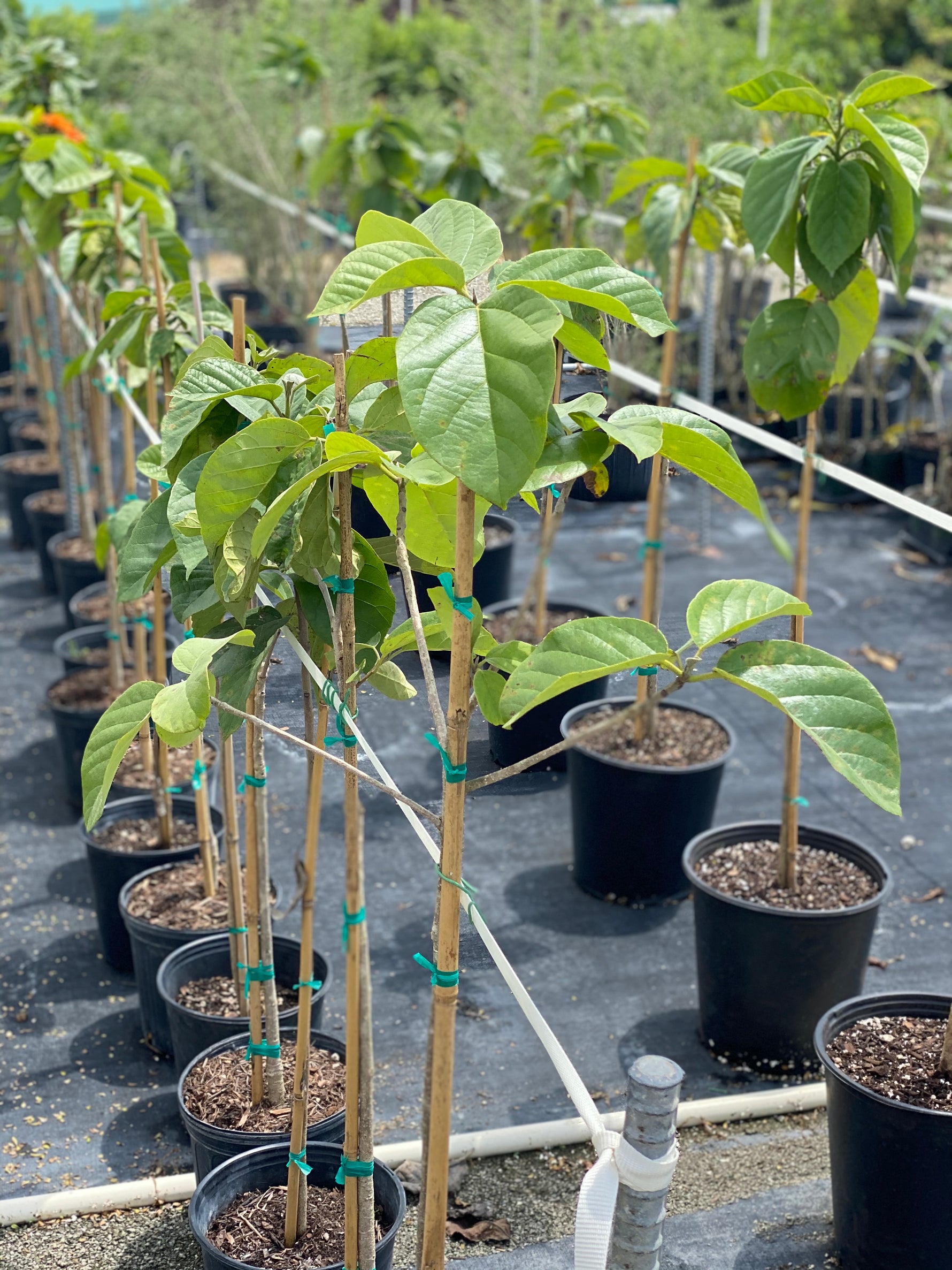 Buy Orange Geiger Tree, Cordia sebestena | Eureka Farms