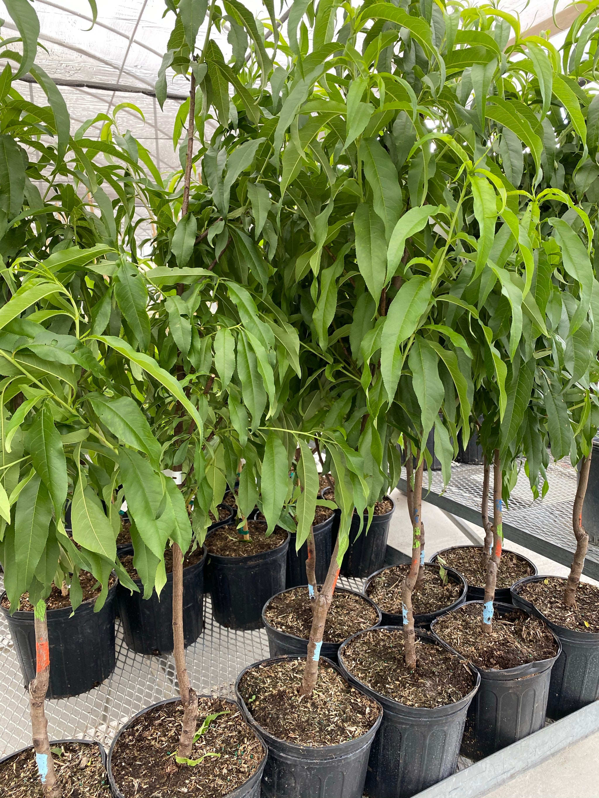 Florida Grande Peach Tree – Eureka Farms