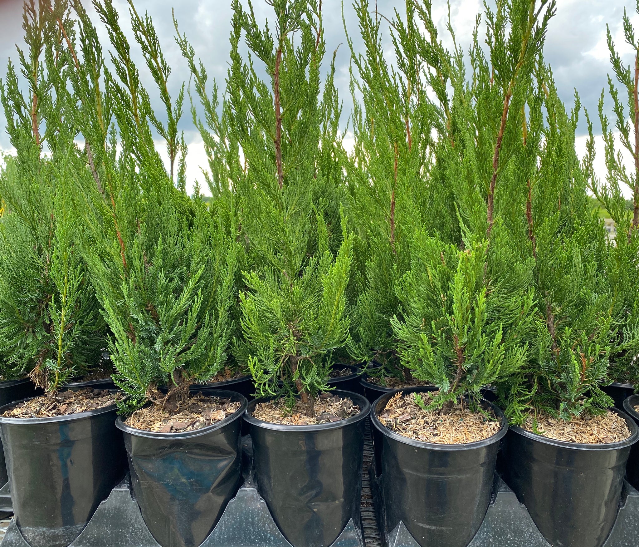 Hollywood Juniper Juniperus Chinensis Torulosa – Eureka Farms