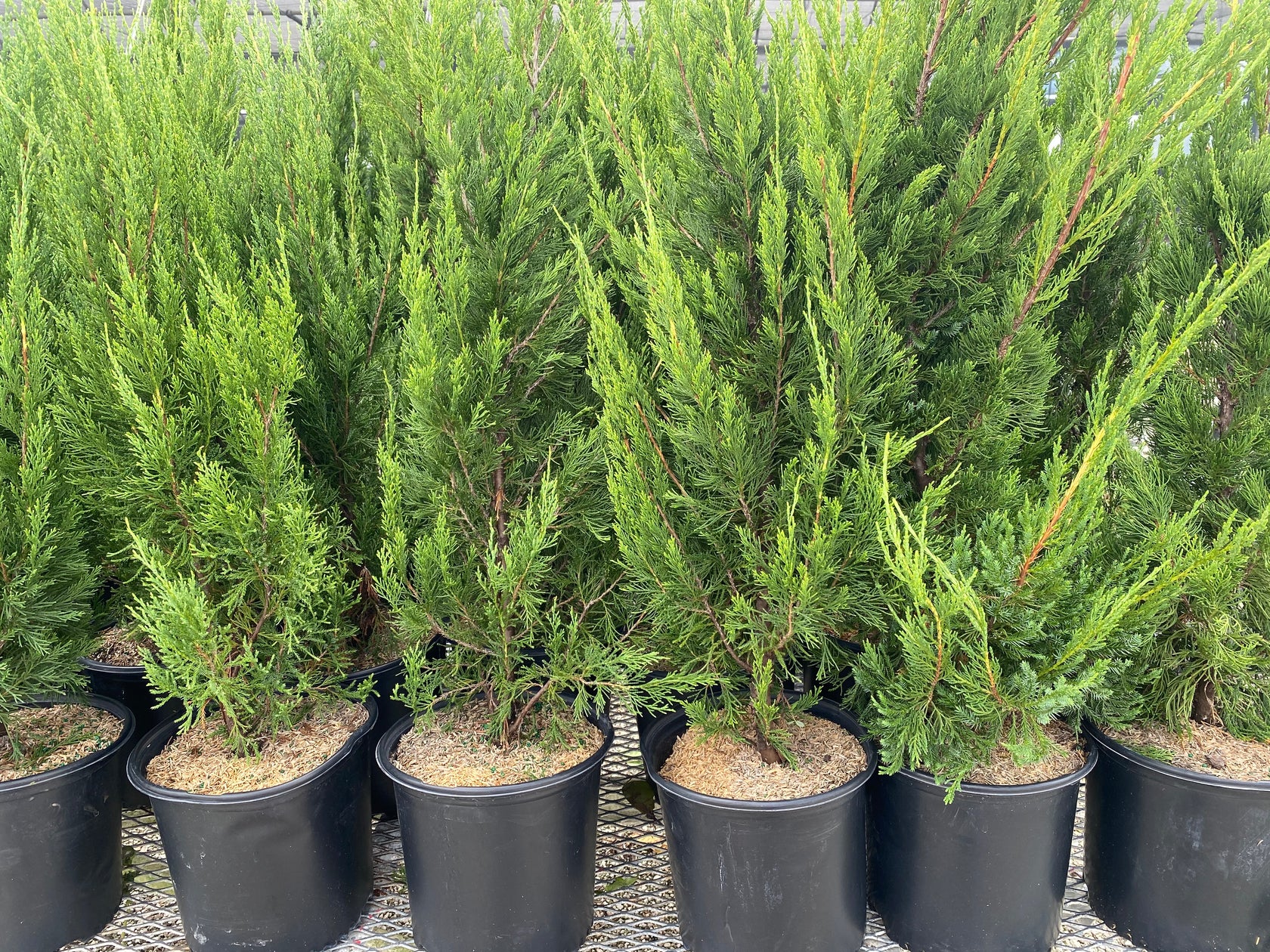 Hollywood Juniper Juniperus Chinensis Torulosa#N#– Eureka Farms