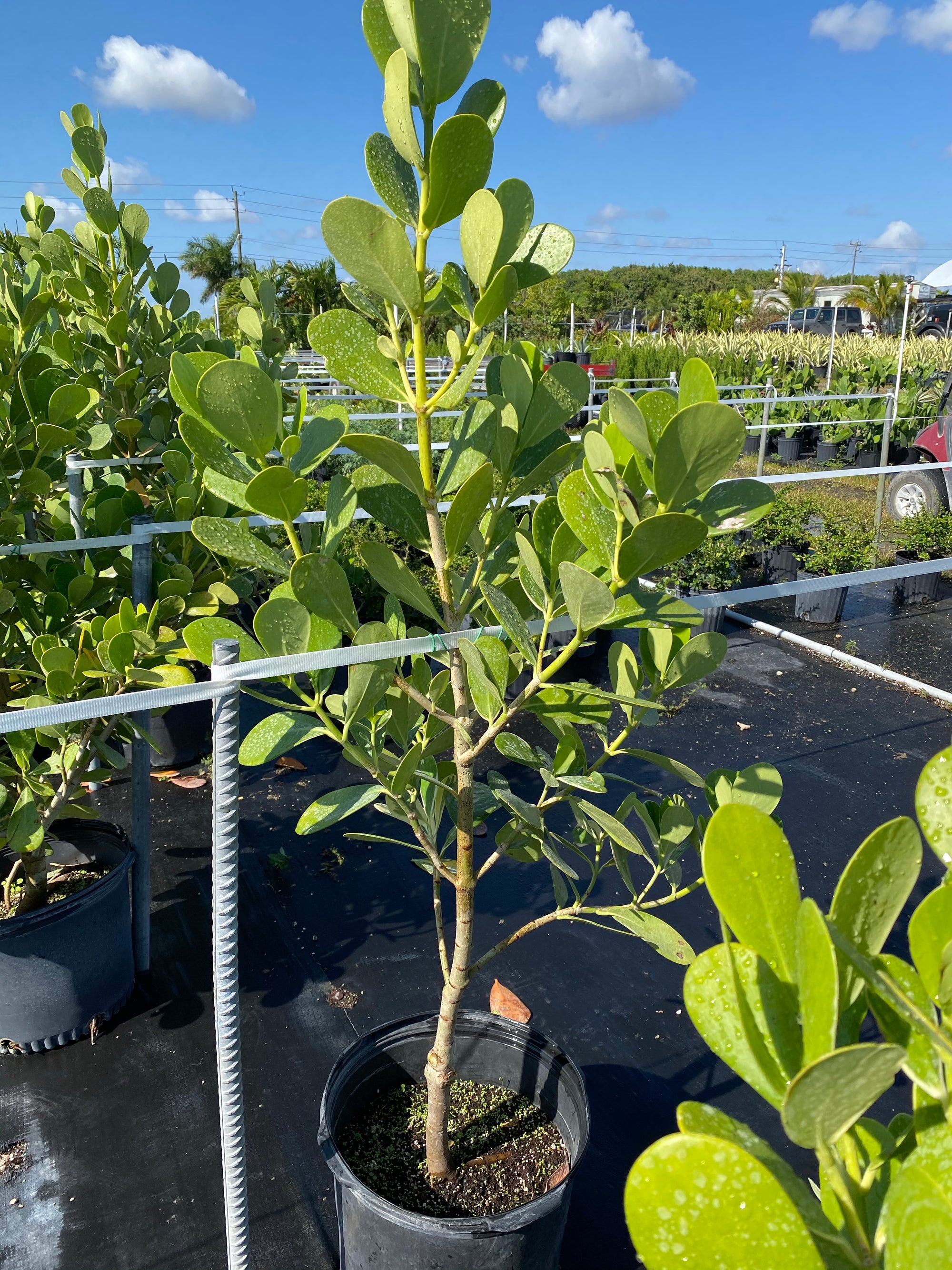 How Fast Do Clusia Grow In Florida