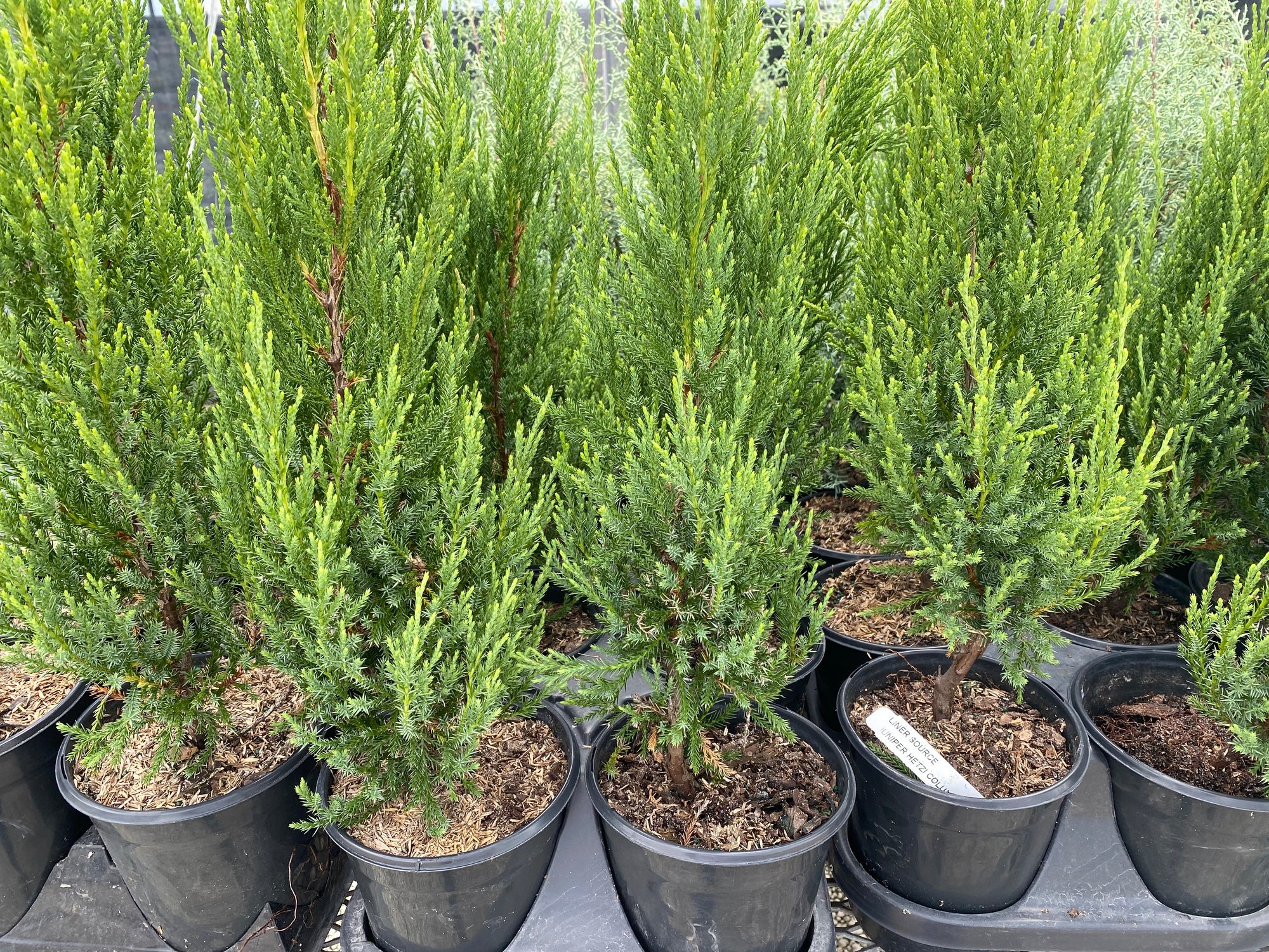 Hetzii Green Columnar Juniper | Eureka Farms