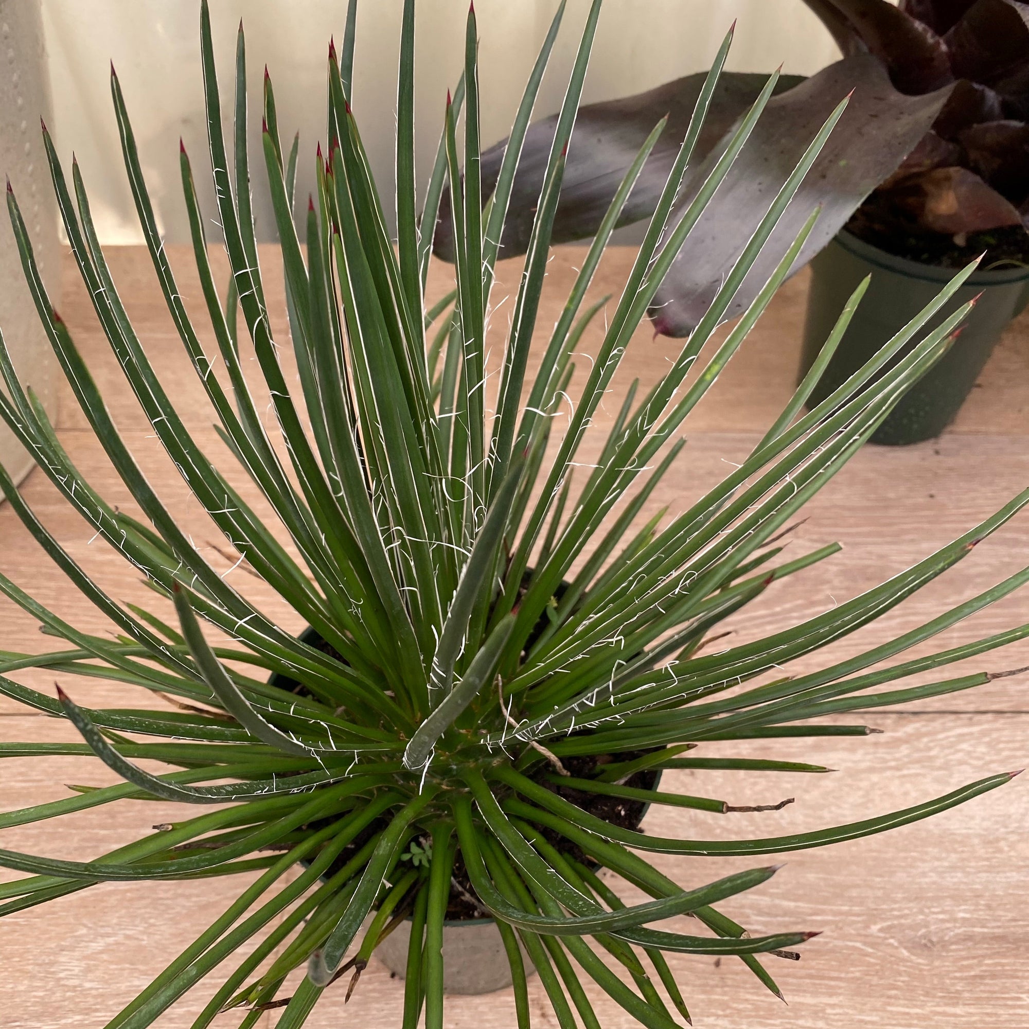 Buy Agave Geminiflora Twin Flower | Eureka Farms