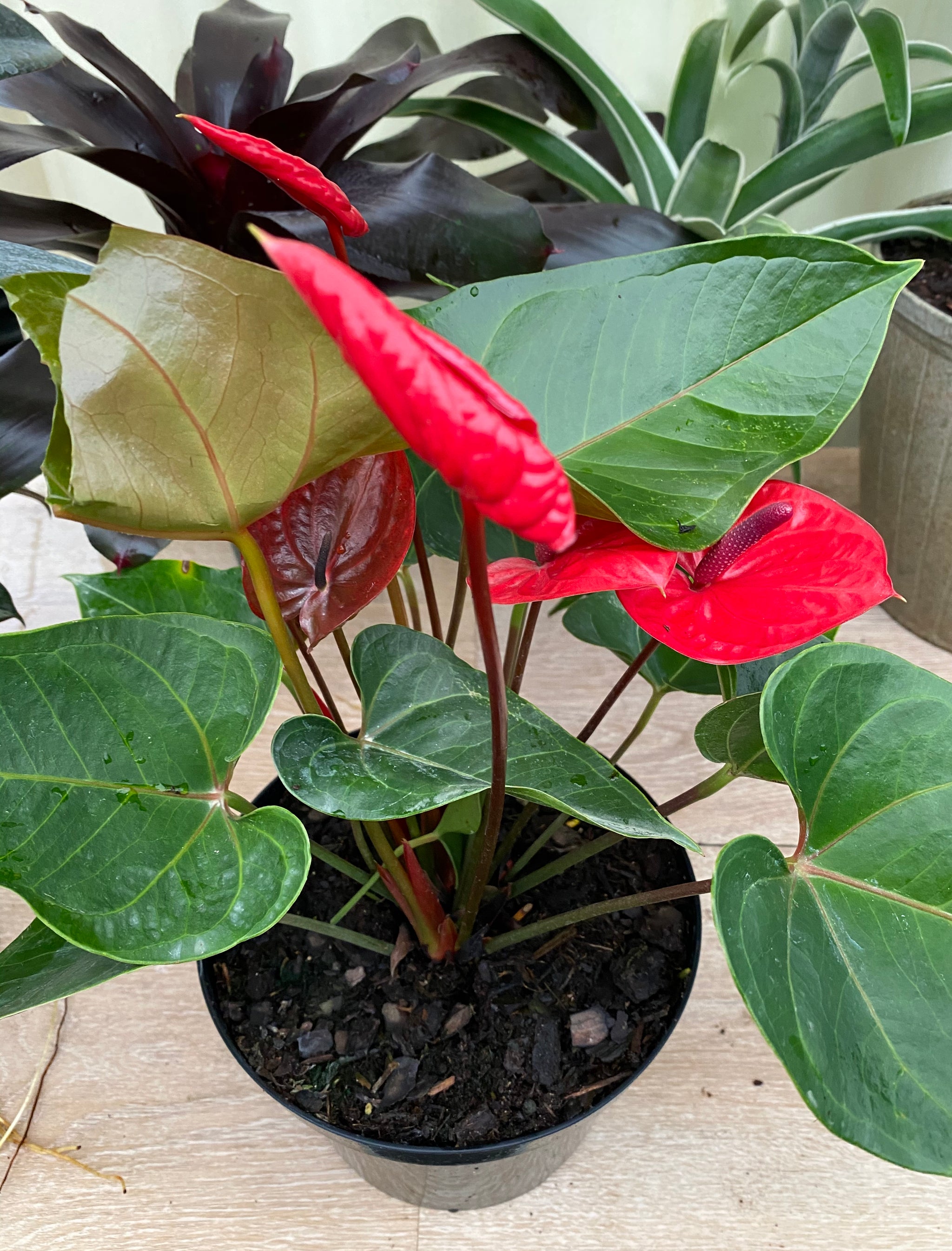 Anthurium Red Heart – Eureka Farms