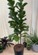 Buy Ficus Bambino Tree Form Multi | Eureka Farms