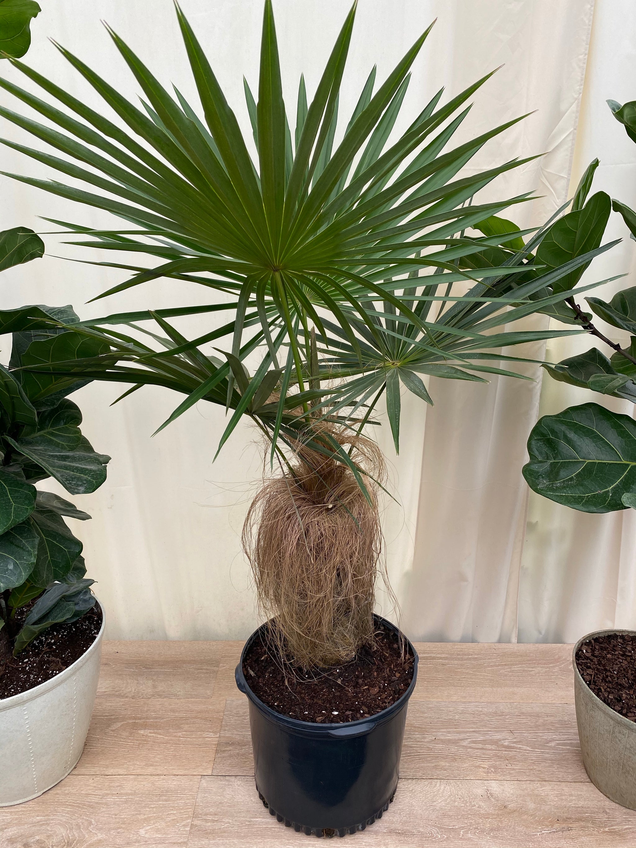 Old Man Palm, Rare and Exotic Palma Petate – Eureka Farms