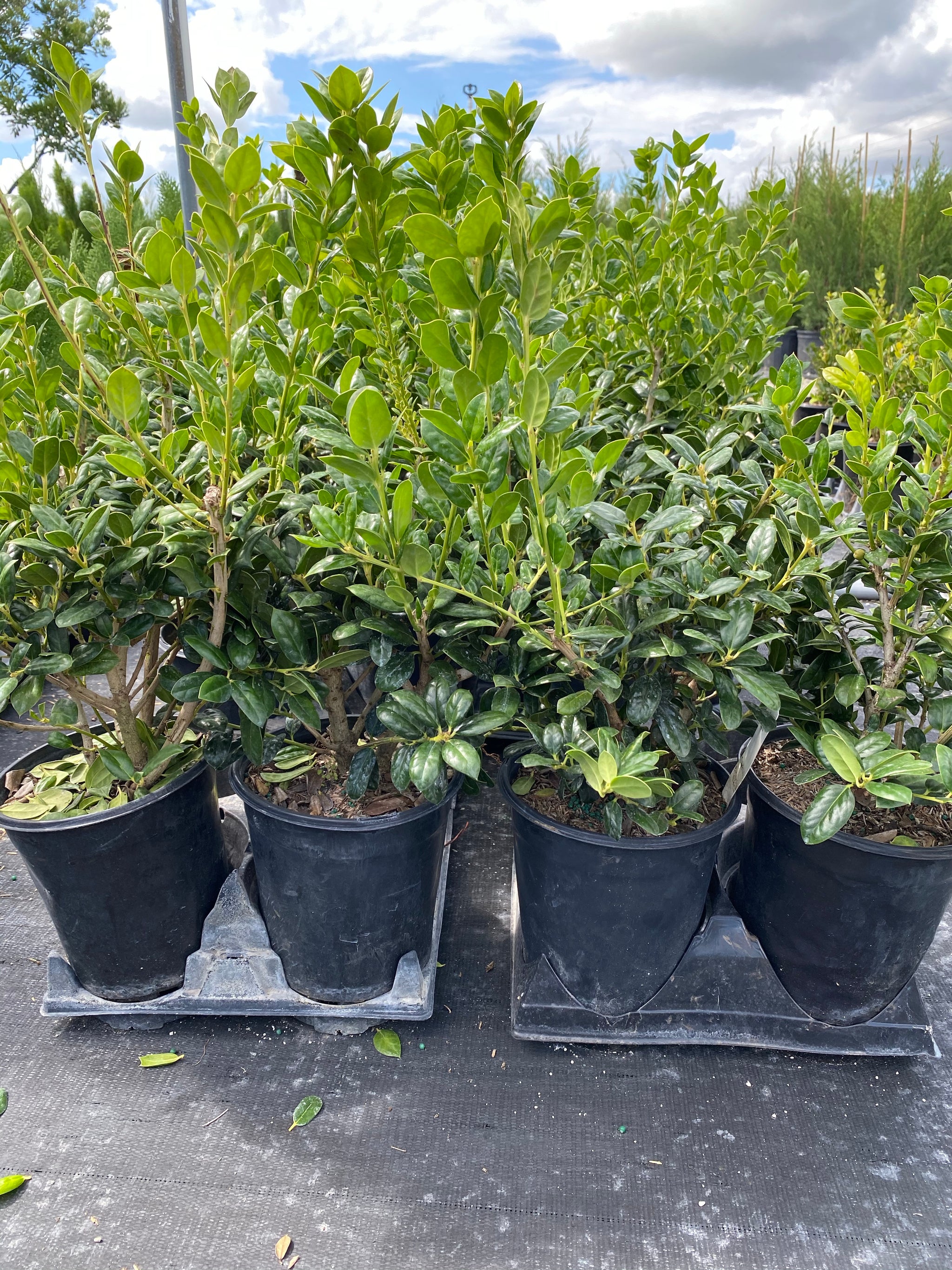 Ilex Cornuta Dwarf Burford Holly – Eureka Farms