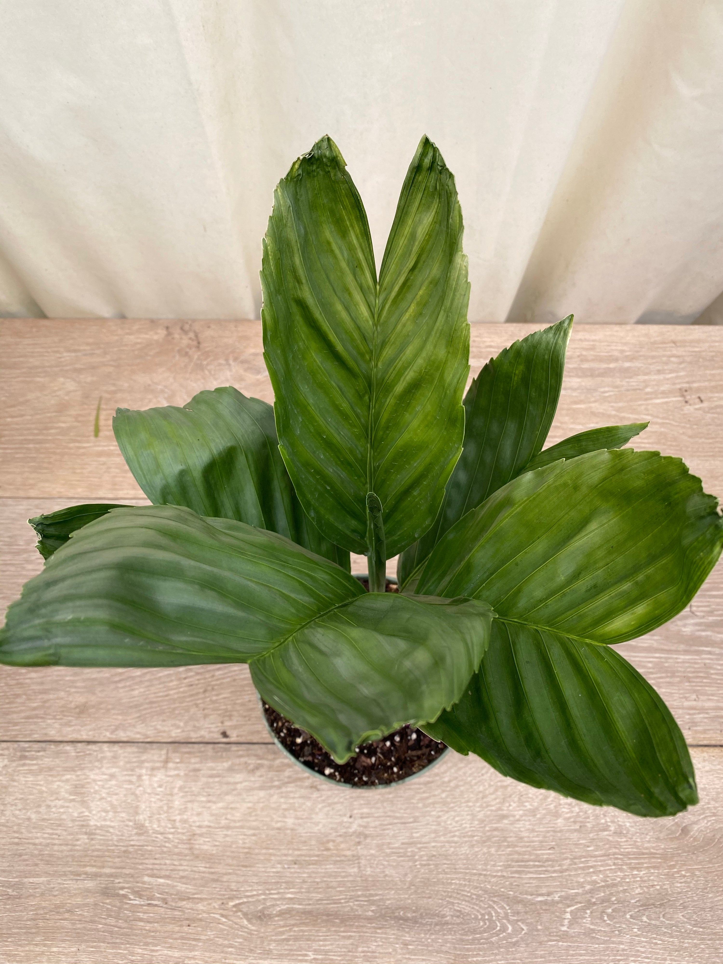 Buy Mini Fishtail Palm Chamaedorea metallica | Eureka Farms
