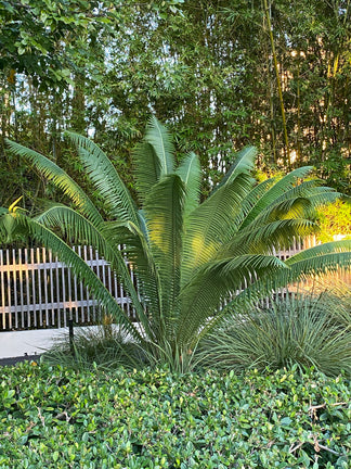 Dioon Spinulosum, Mexican Cycad, Gum Exotic Palm | Eureka Farms