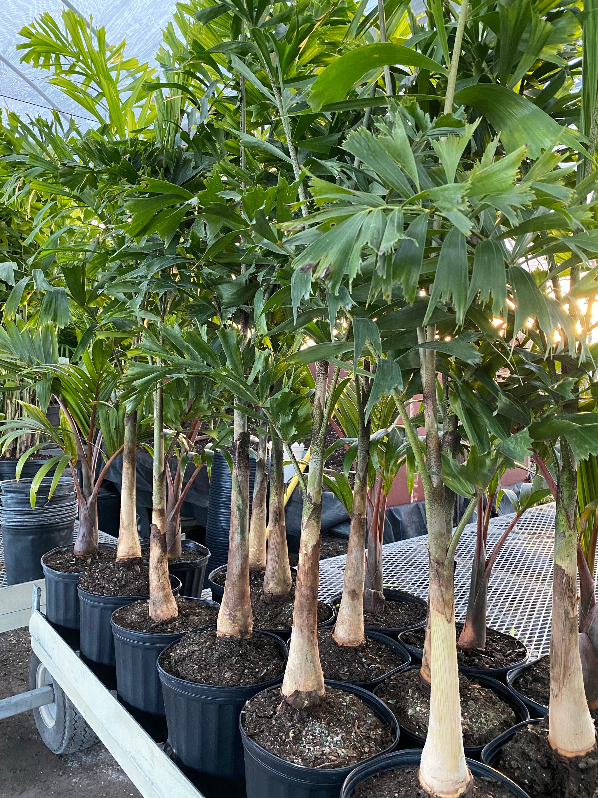 Foxtail Palm Single, Wodyetia bifurcata – Eureka Farms