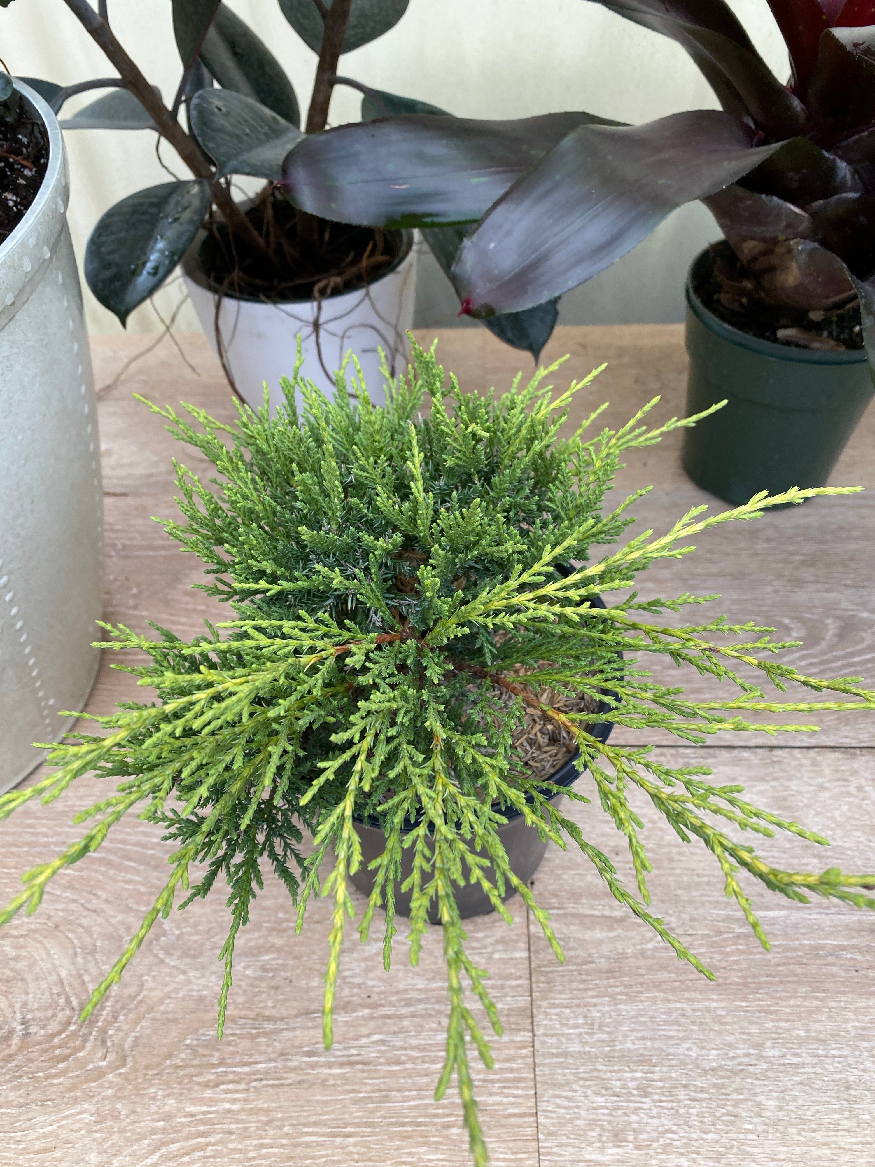 Collection of Old Gold Juniper Shrub | Eureka Farms