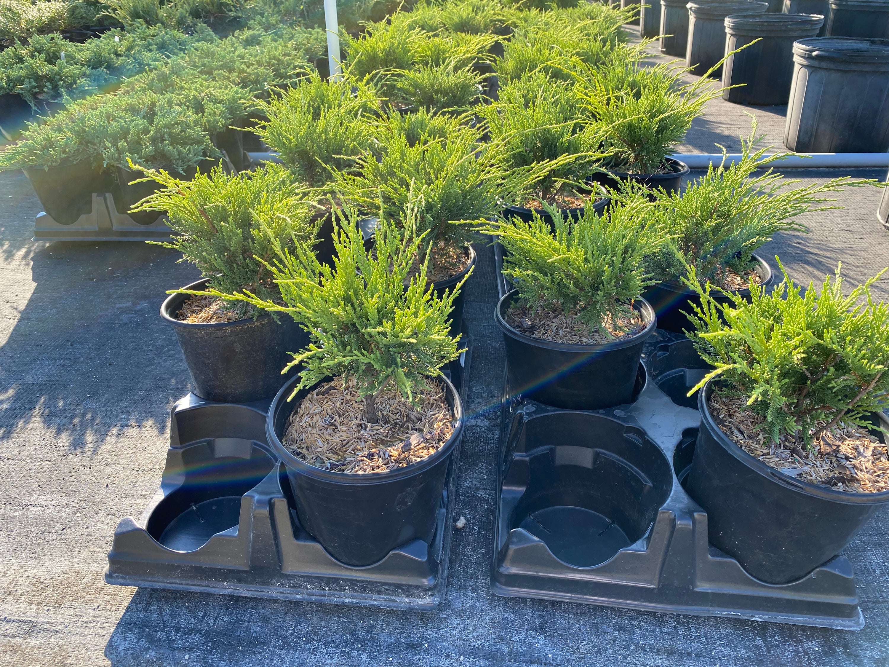 Collection of Old Gold Juniper Shrub | Eureka Farms