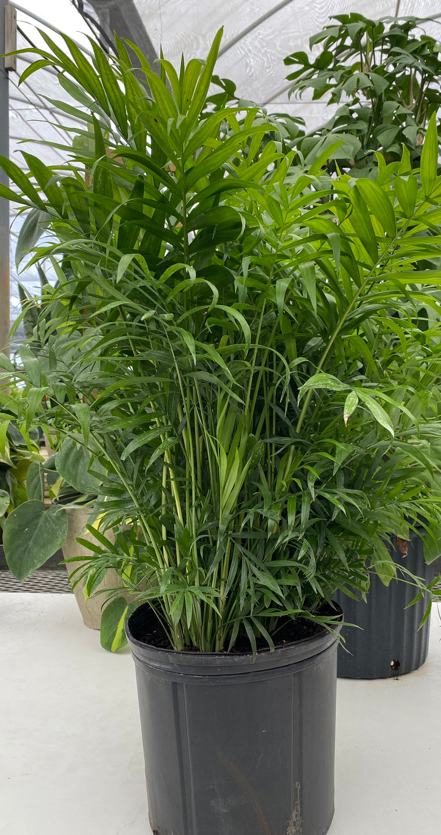 Palm Parlor Neanthe Bella Palm, Live Plant Indoor Air Purifier – Eureka ...