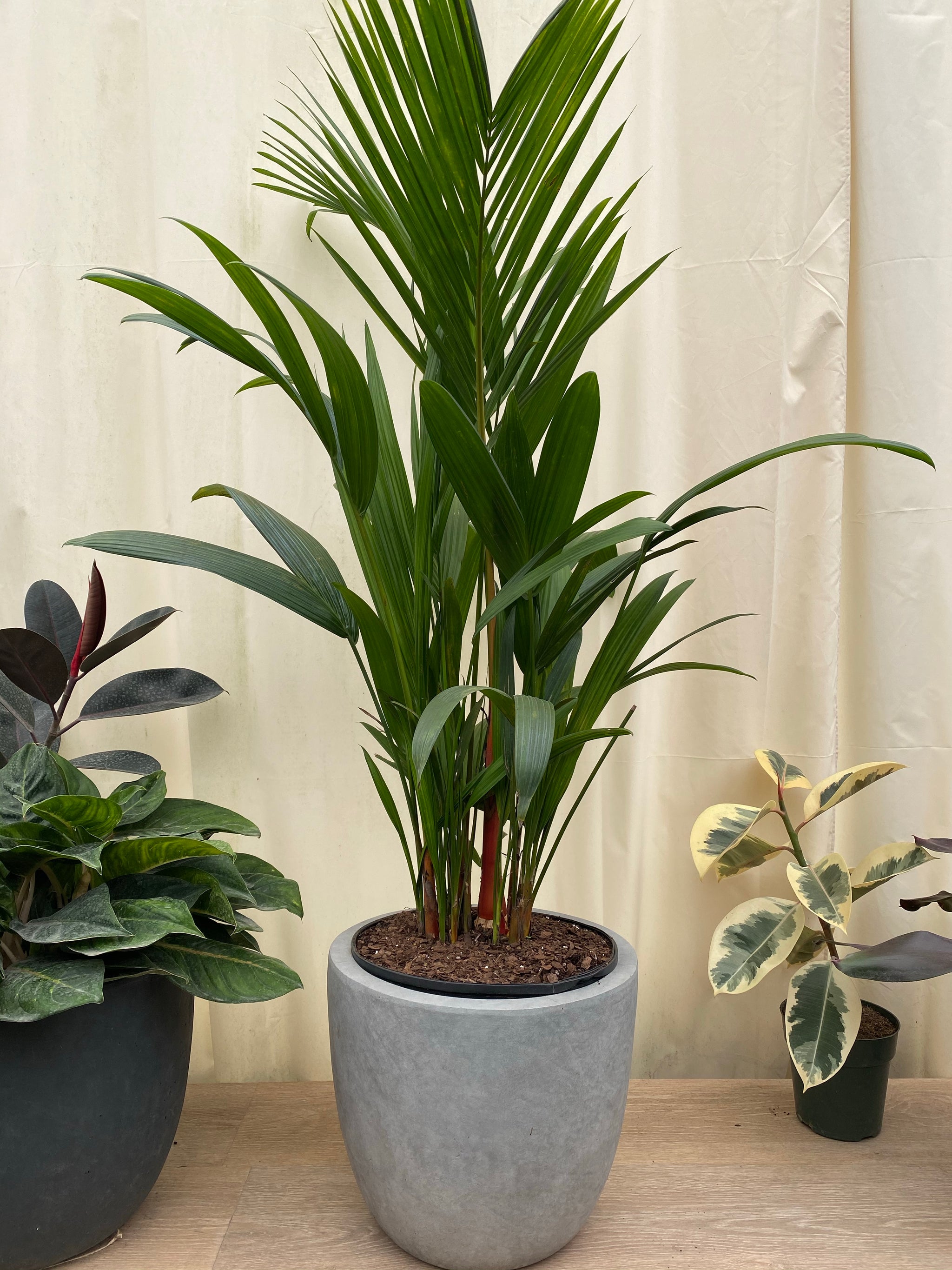 Lipstick Palm Red Sealing Wax Palm, Exotic and Rare – Eureka Farms