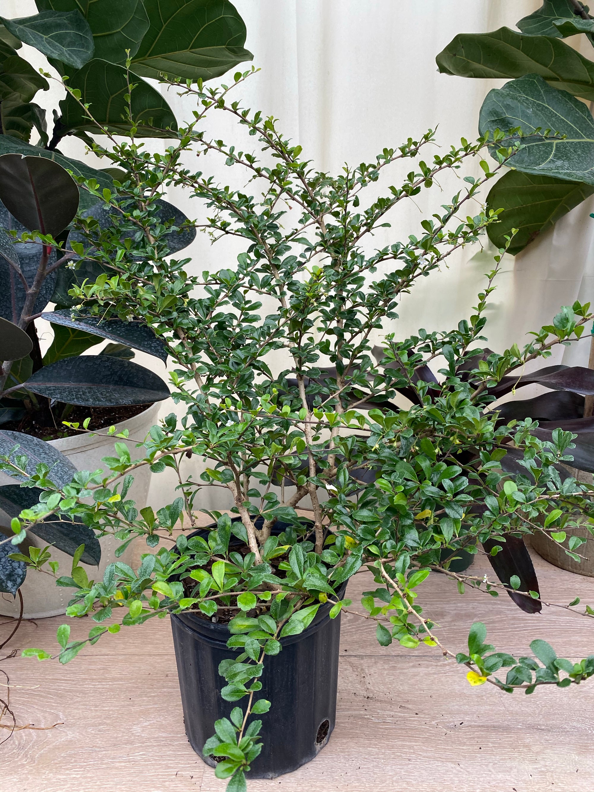 Buy Our Serissa Foetida Japonica | Eureka Farms
