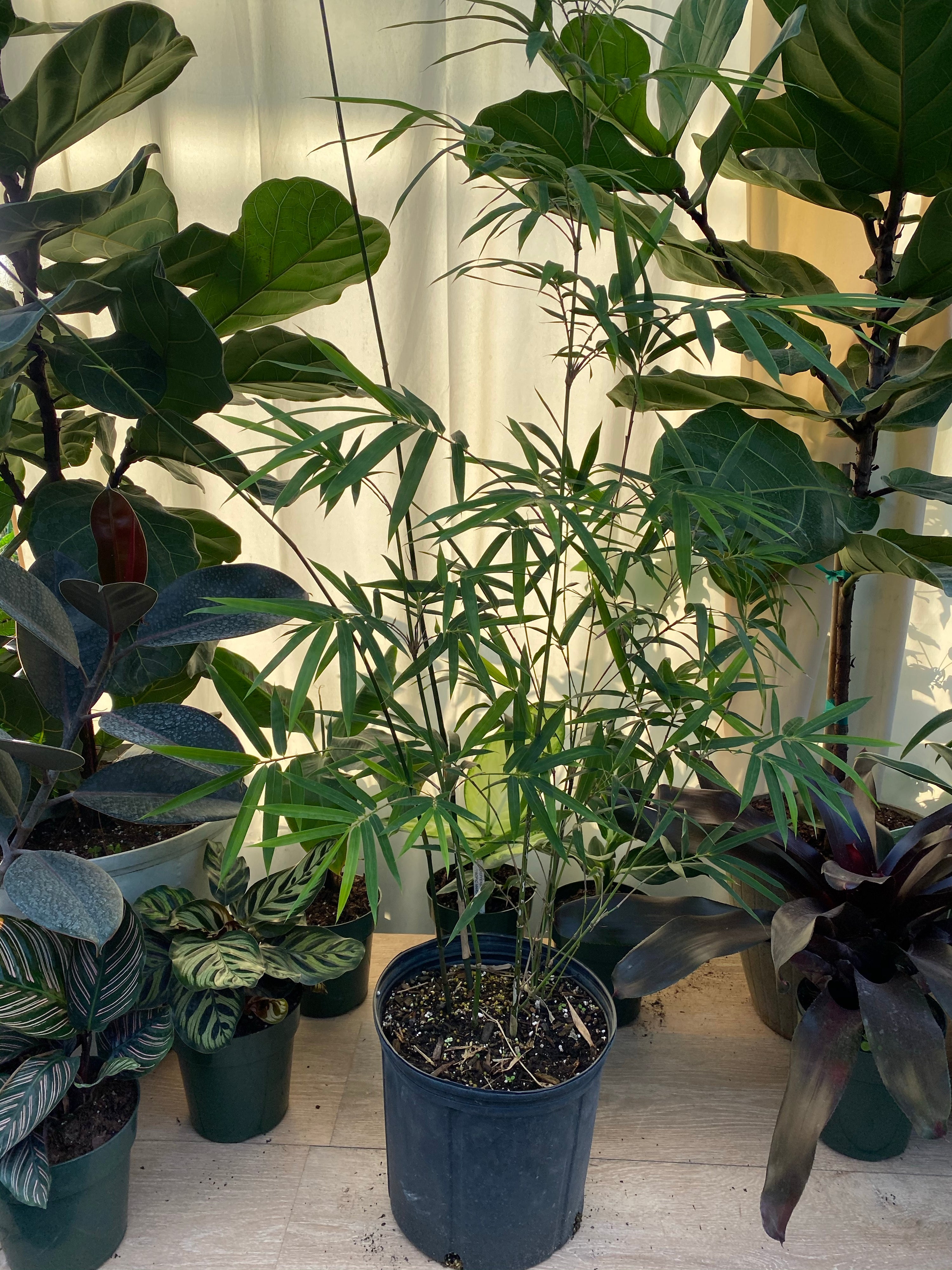 Shop Our Weaver's Bamboo RG Dwarf | Eureka Farms