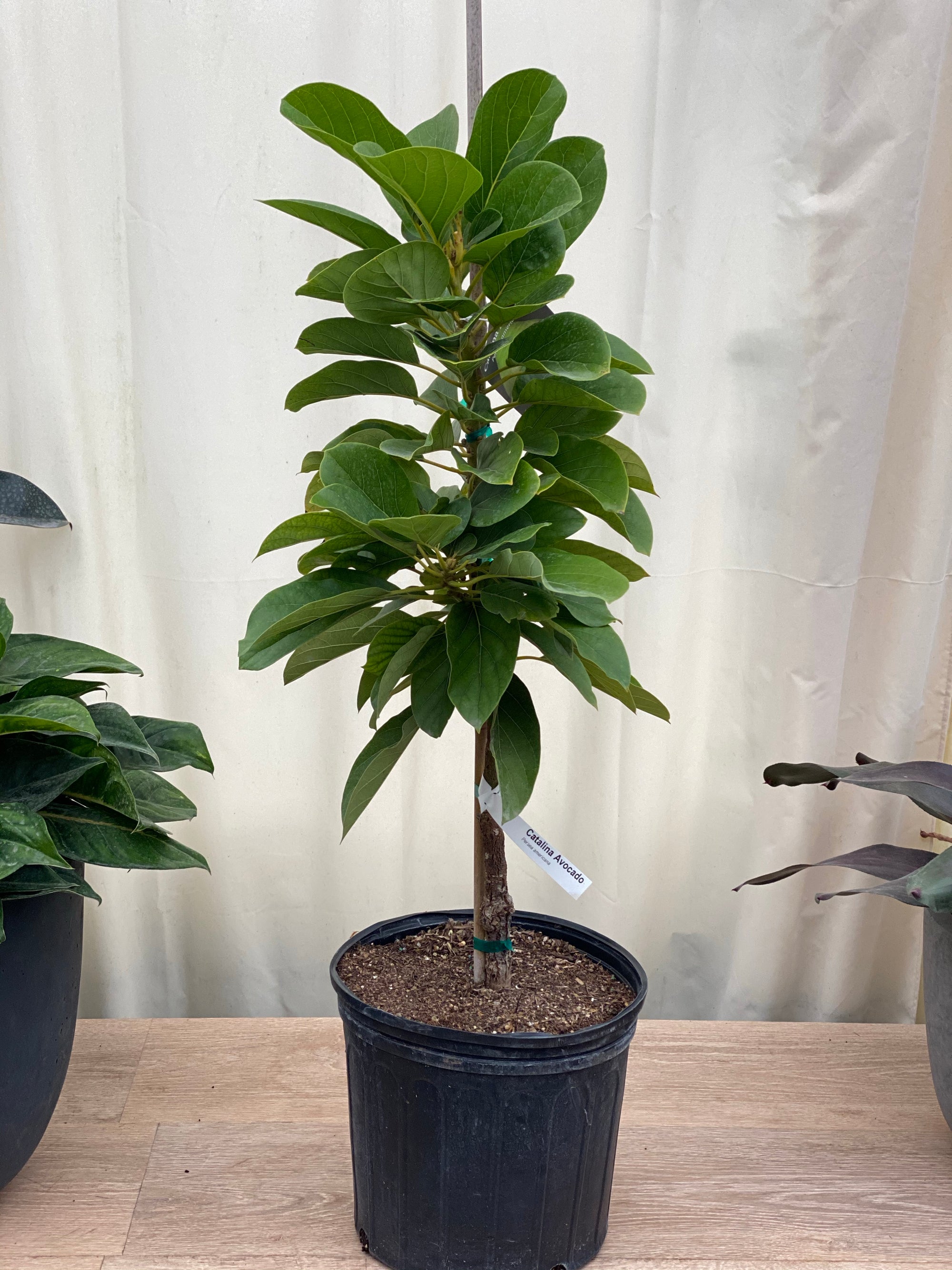 Long Neck Catalina Avocado Fruit Tree, Persea Americana | Eureka Farms
