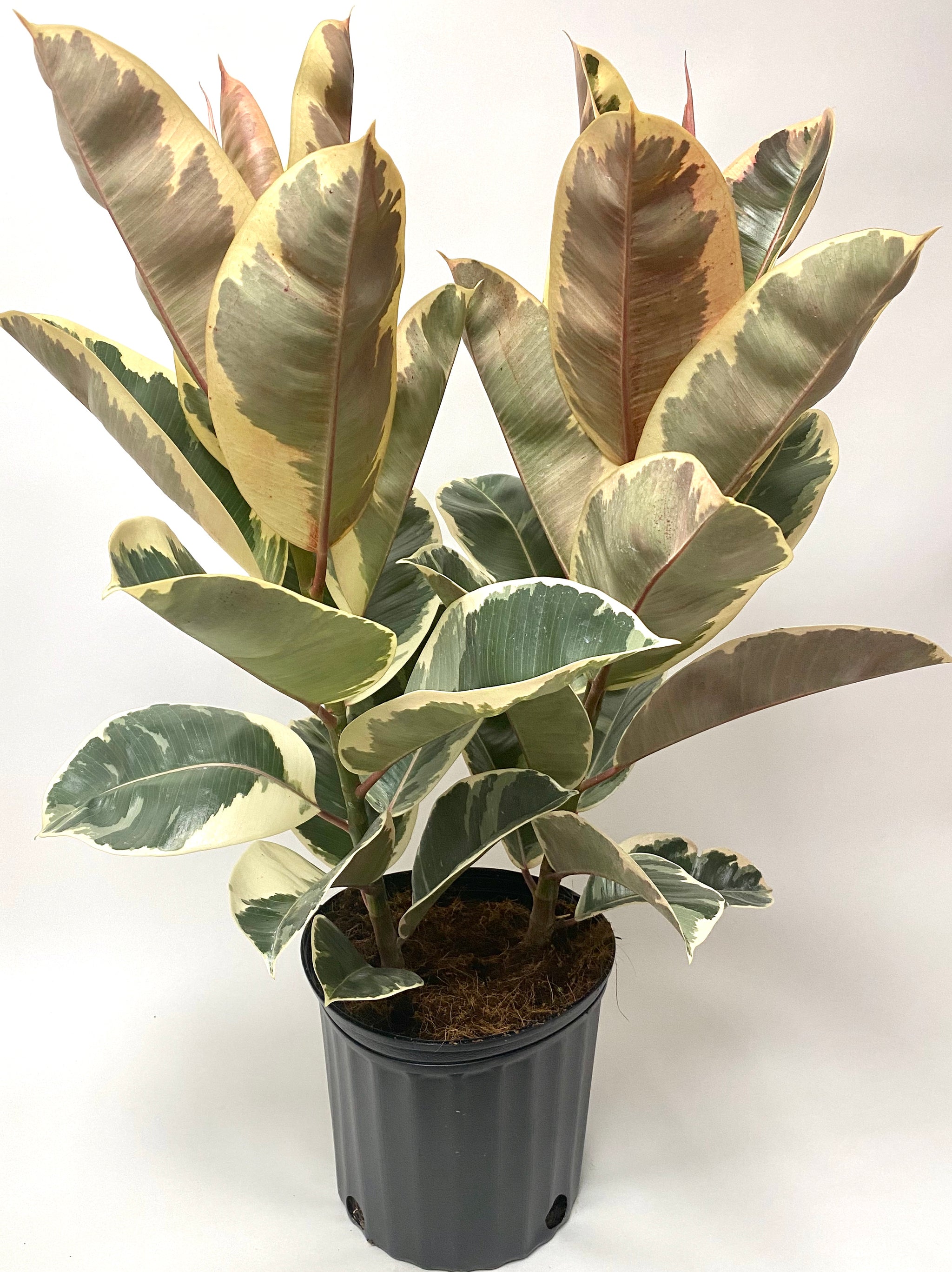 Ficus Tineke Bush Form, Variegated Elastica Rubber Tree Decora – Eureka ...