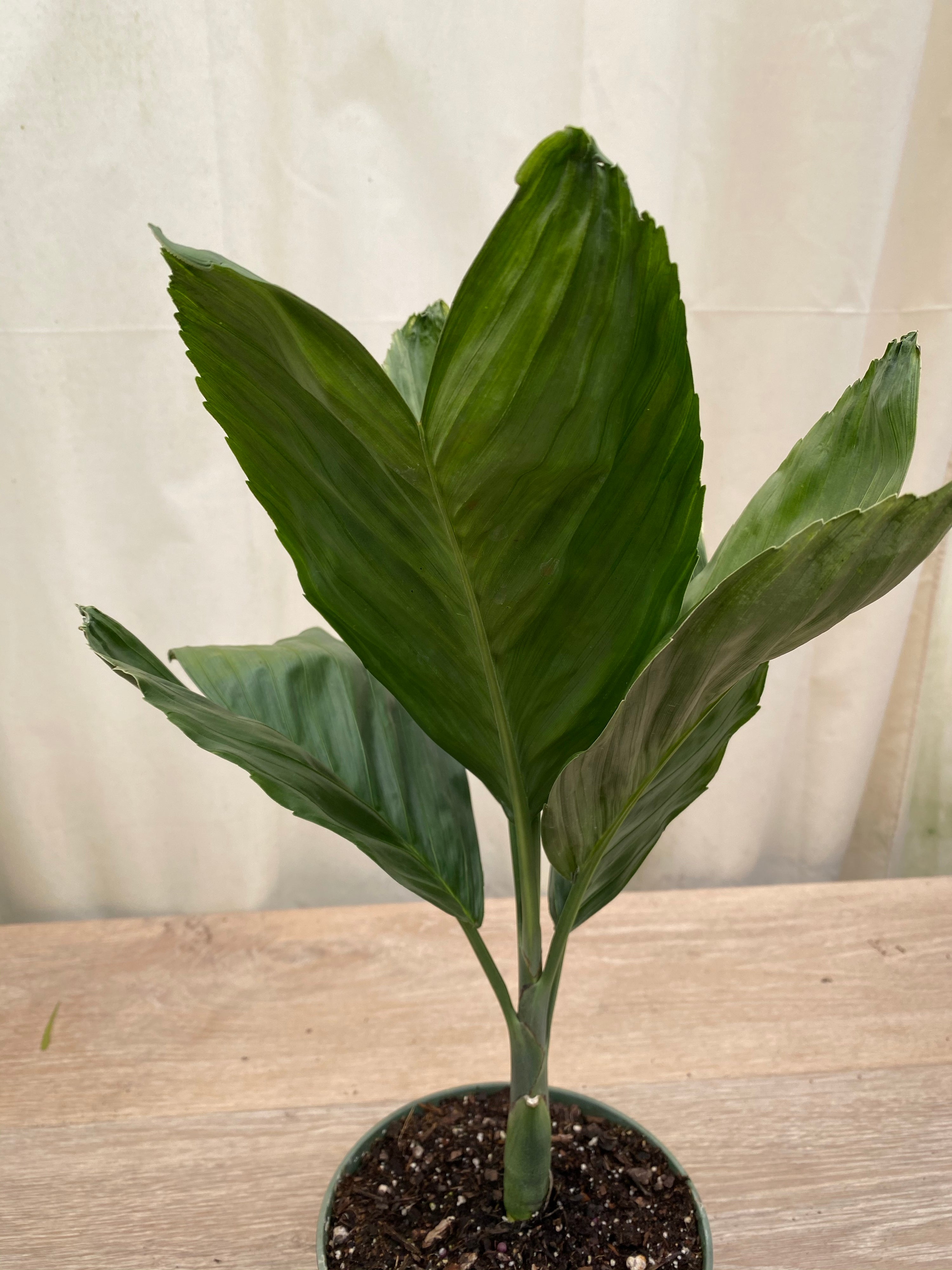 Buy Mini Fishtail Palm Chamaedorea metallica | Eureka Farms