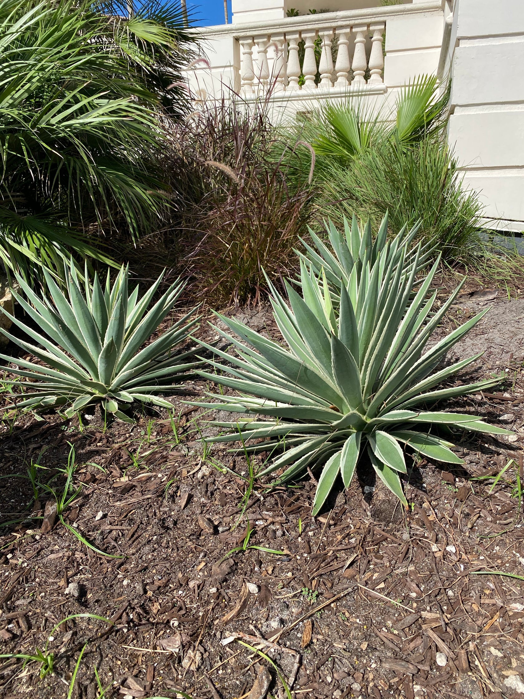 Agave Angustifolia, Caribbean Agave#N#– Eureka Farms