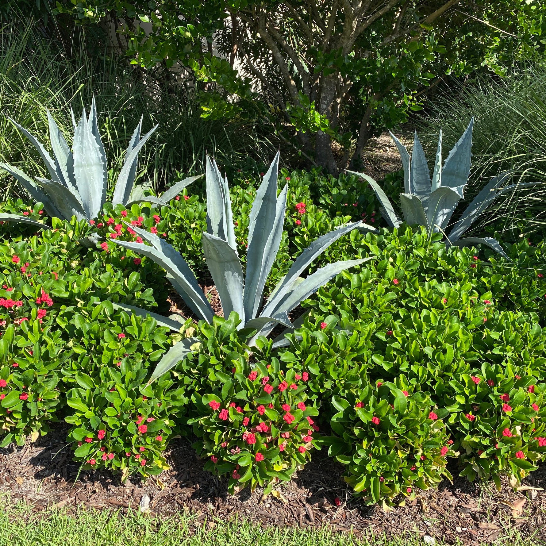 Super Blue Agave Americana, Century Plant | Eureka Farms