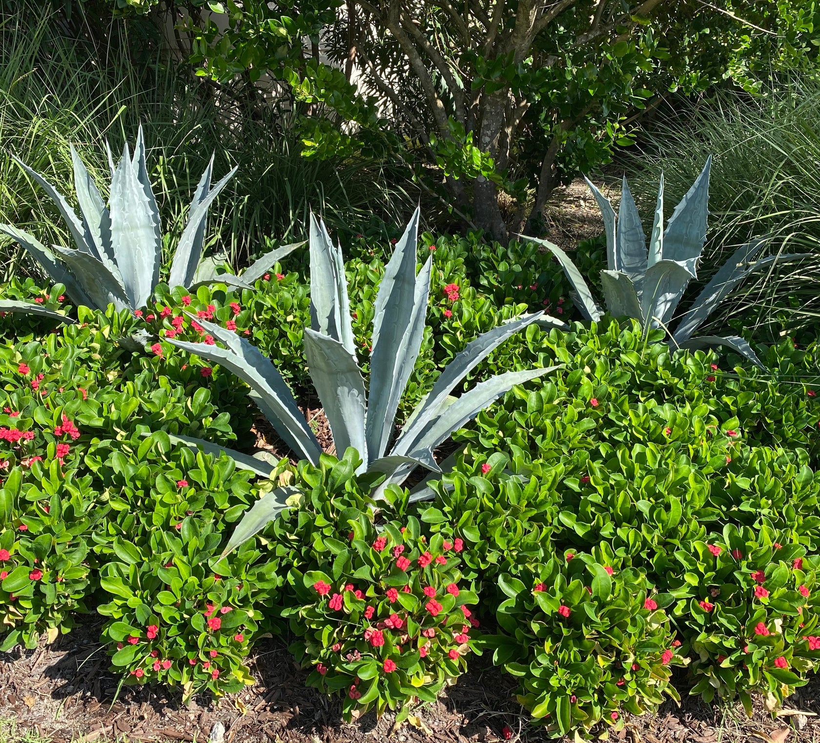 Super Blue Agave Americana, Century Plant – Eureka Farms