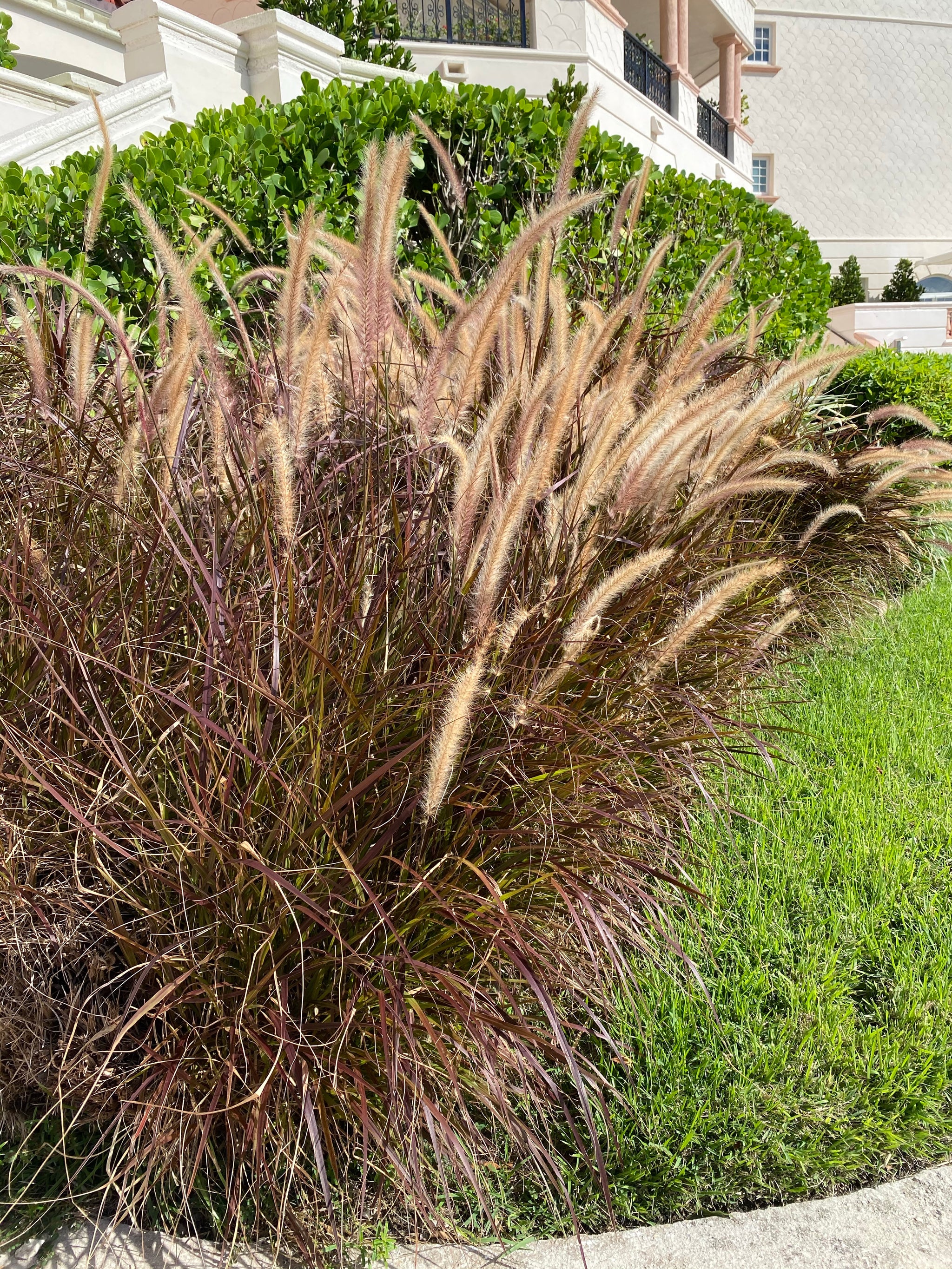Red Fountain Grass – Eureka Farms