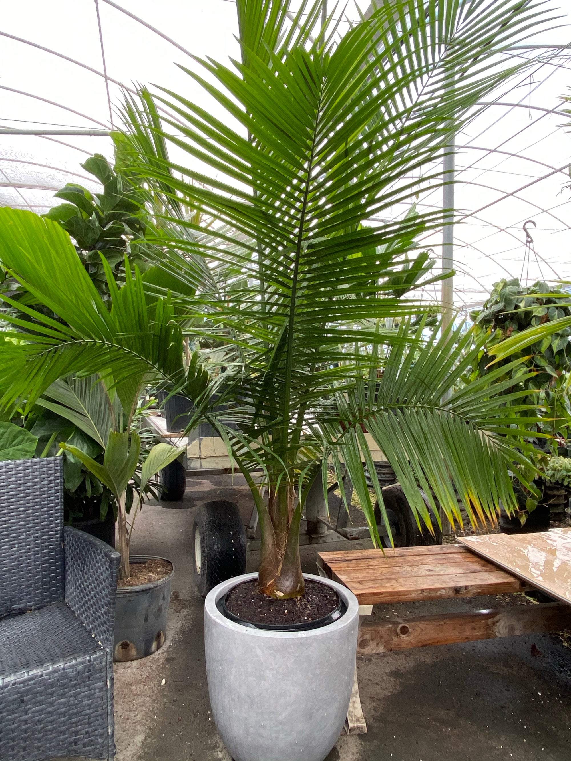 Majesty Palm, Ravenea Rivularis Live Indoor Plant | Eureka Farms