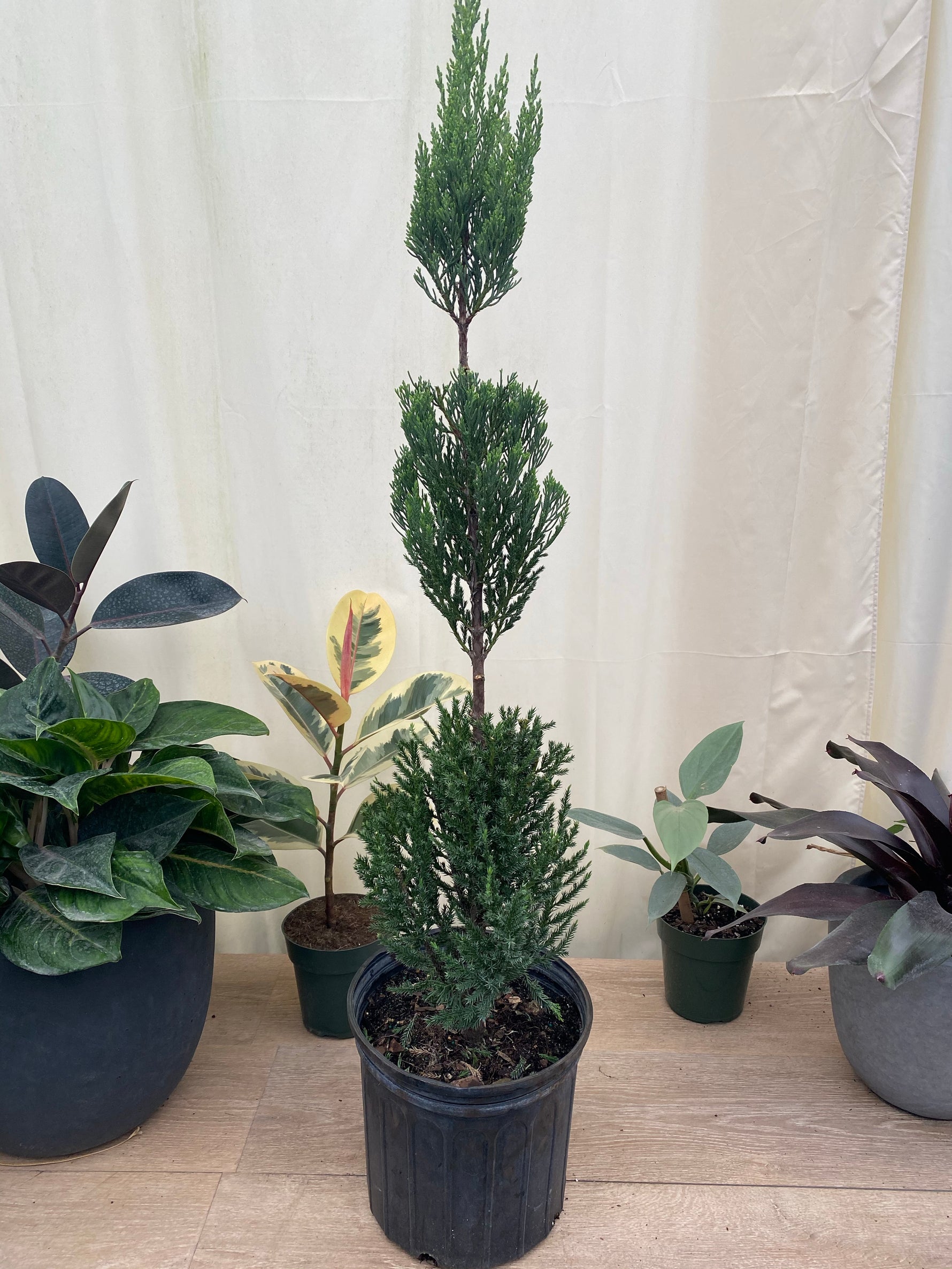 Topiary Trees, Triple Ball Blue Point Juniper | Eureka Farms