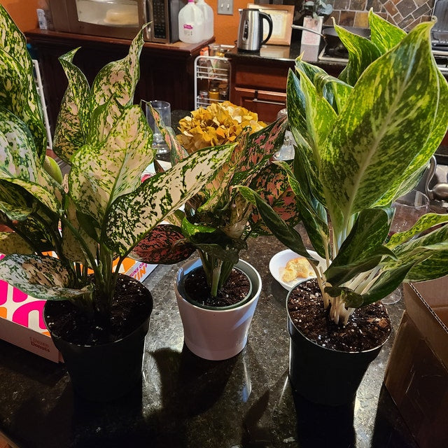 Aglaonema Red Valentine, Chinese Evergreen | Eureka Farms