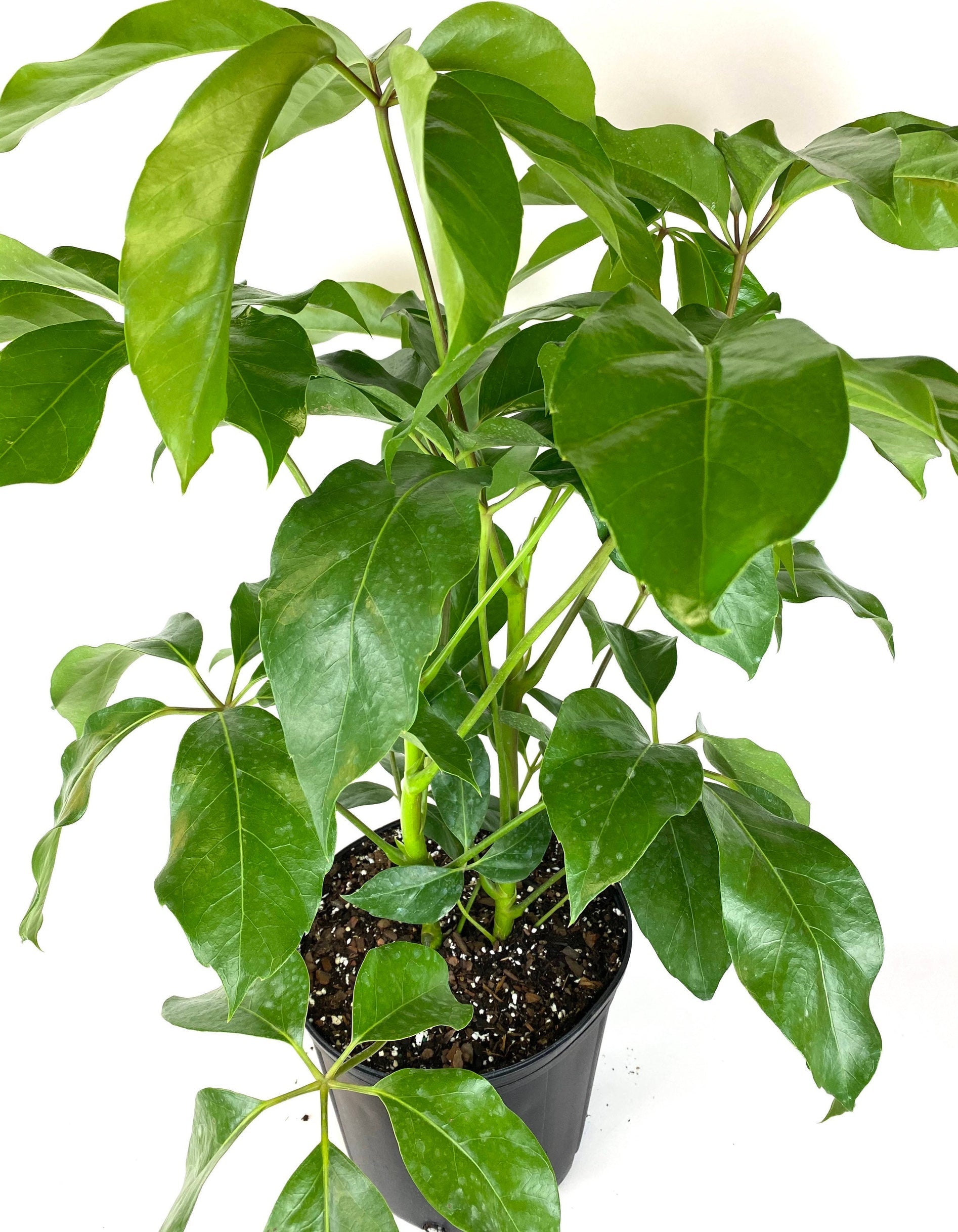 Shop Our Schefflera Amate, Umbrella Tree | Eureka Farms