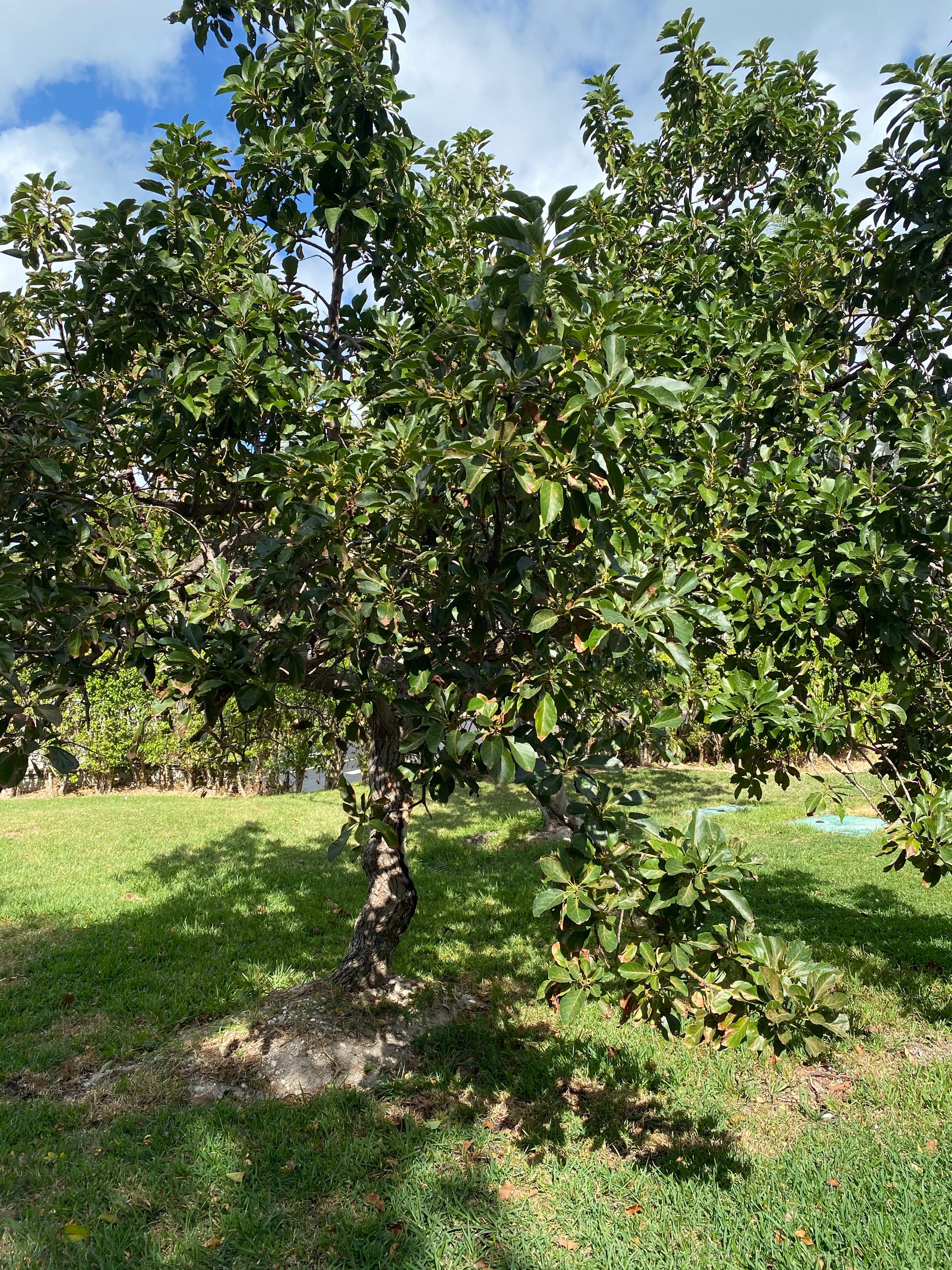 Donnie Avocado Fruit Tree, Persea Americana – Eureka Farms