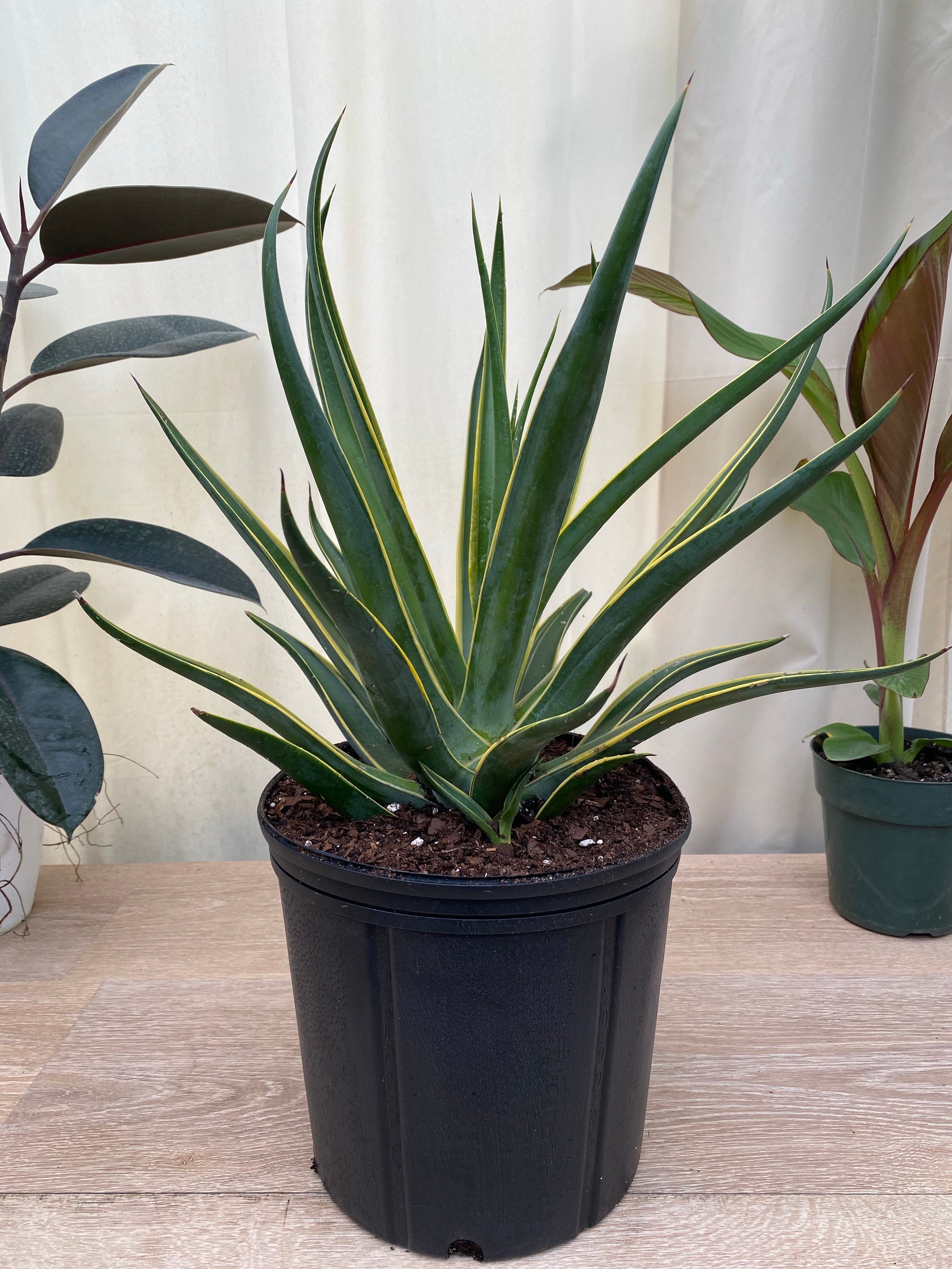 Agave Desmettiana Dwarf Century Plant | Eureka Farms