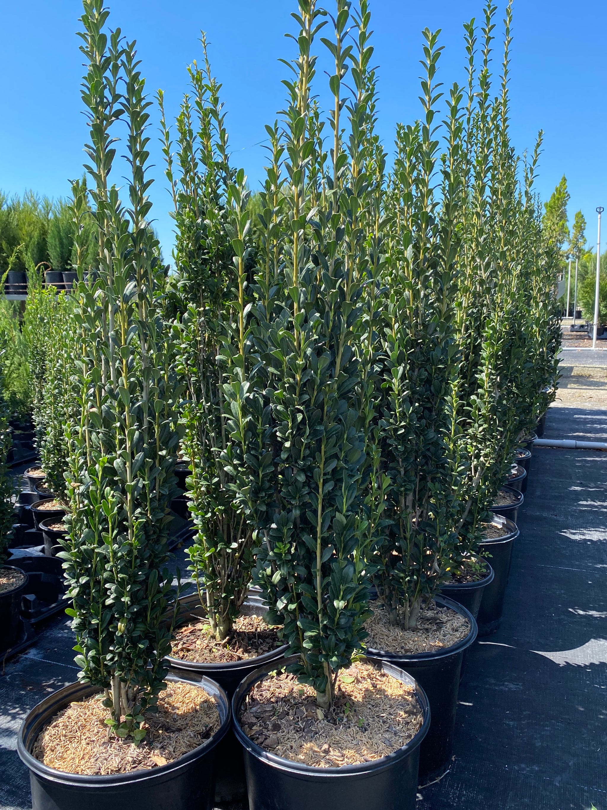 Ilex crenata 'Sky Pencil' Japanese Holly – Eureka Farms