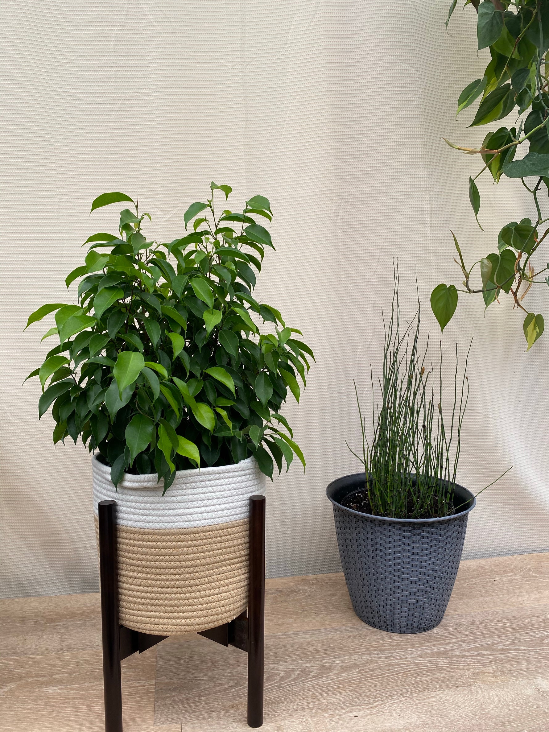 Buy Ficus Benjamina Florida Spire | Eureka Farms